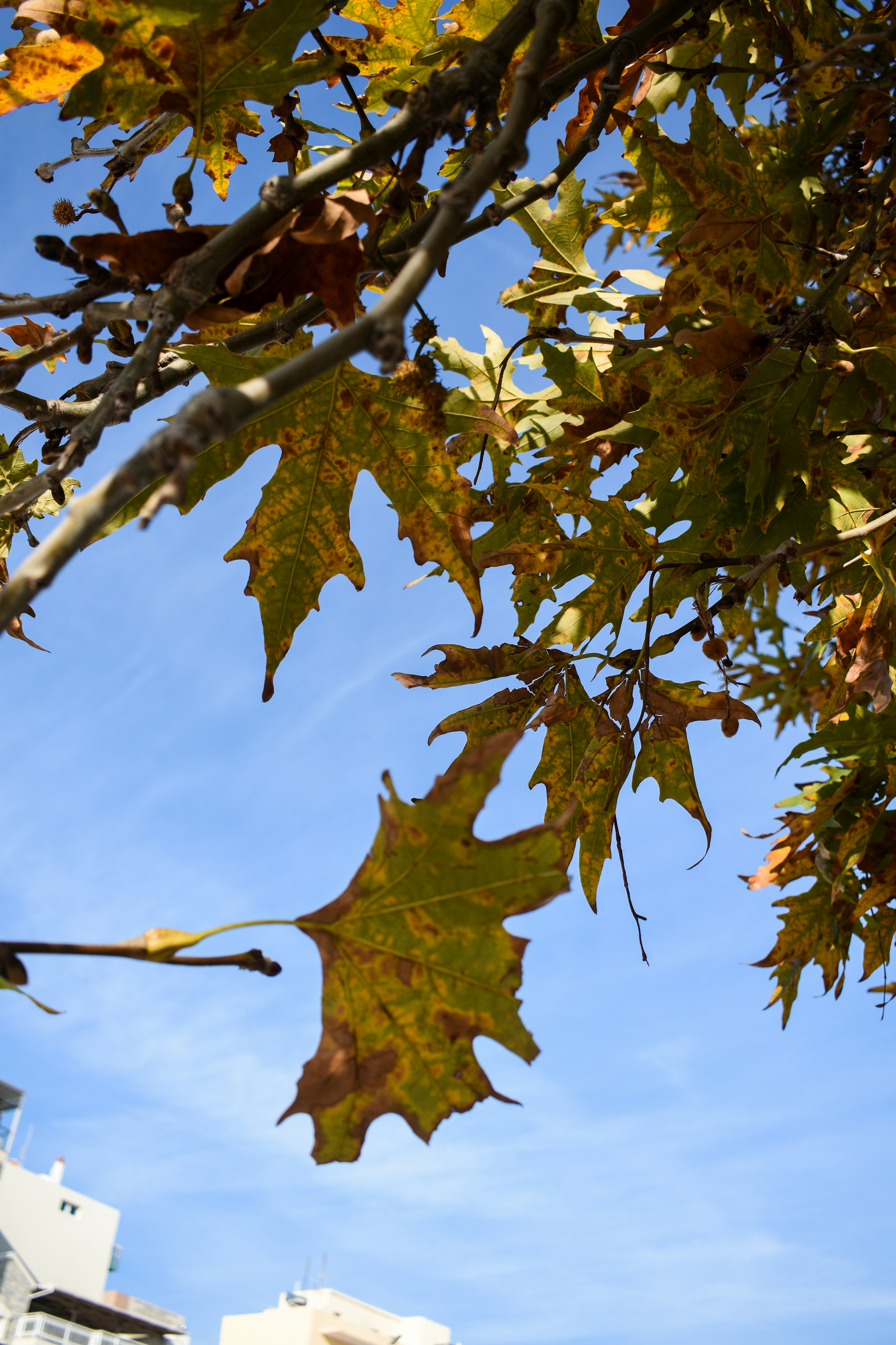 Autumn Maple Fronds Against a Clear Sky