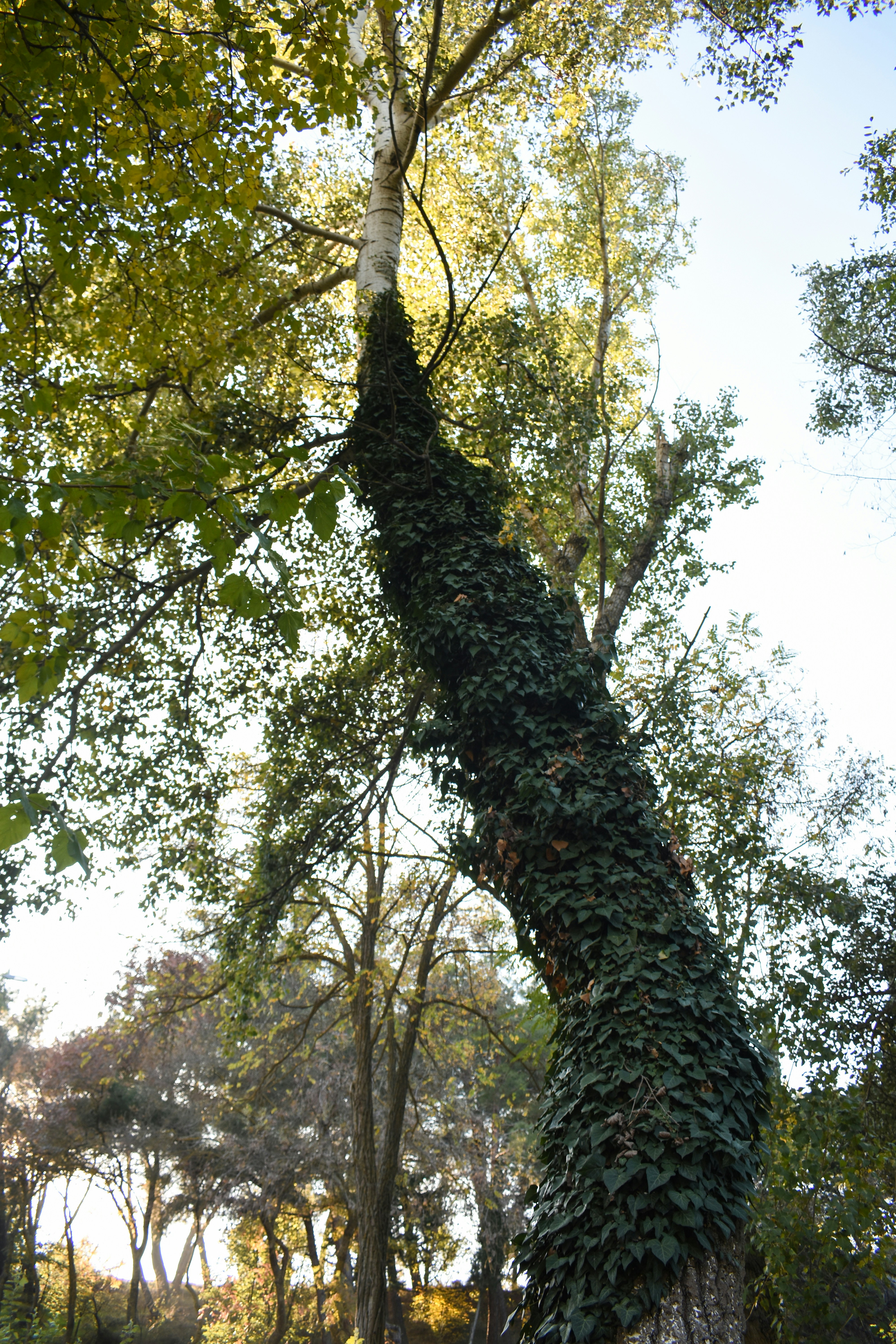 Ivy-Wrapped Tower: A Curving Birch Reaches Toward the Sky