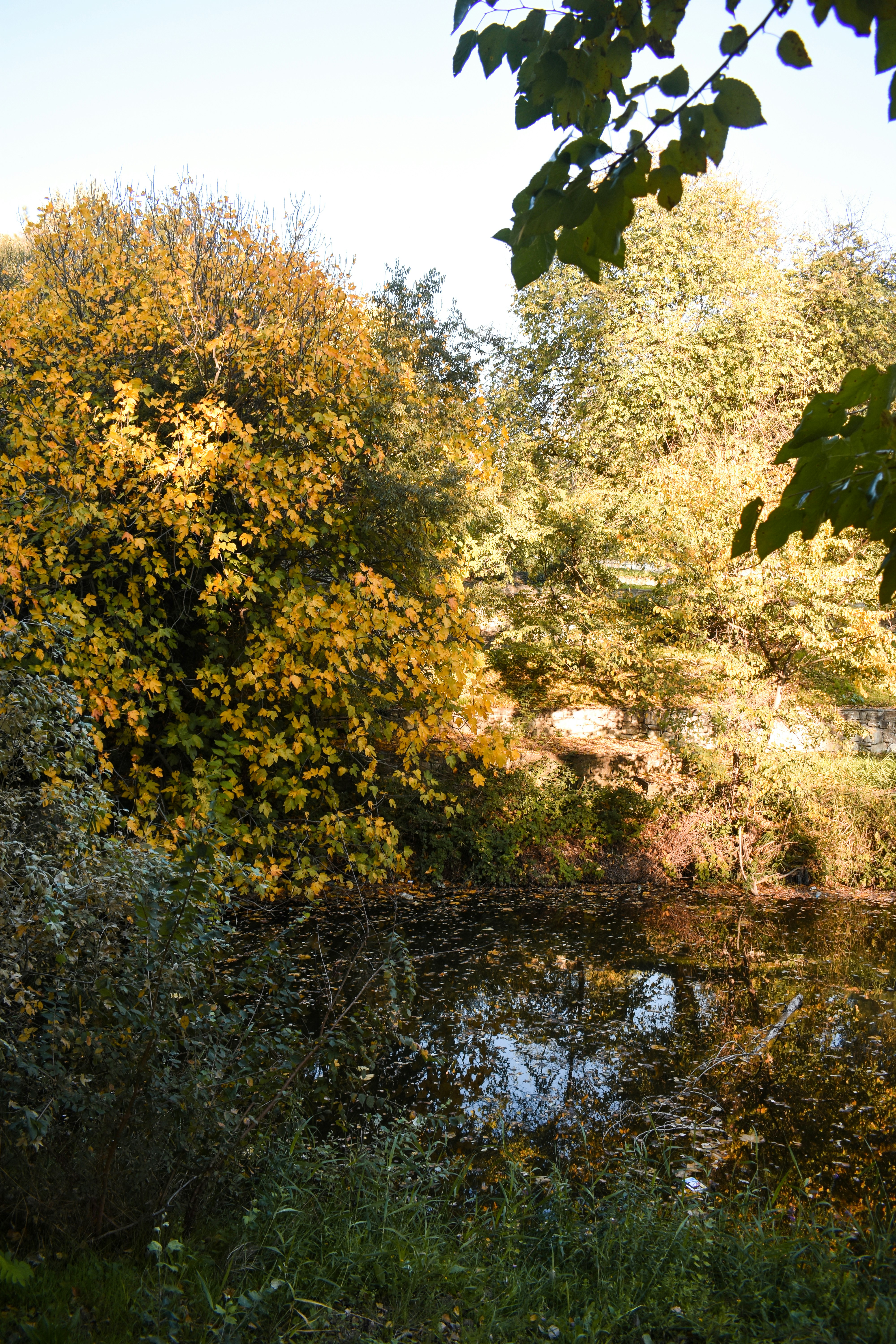 Autumn Riverside: Golden Foliage Reflects on Quiet Waters