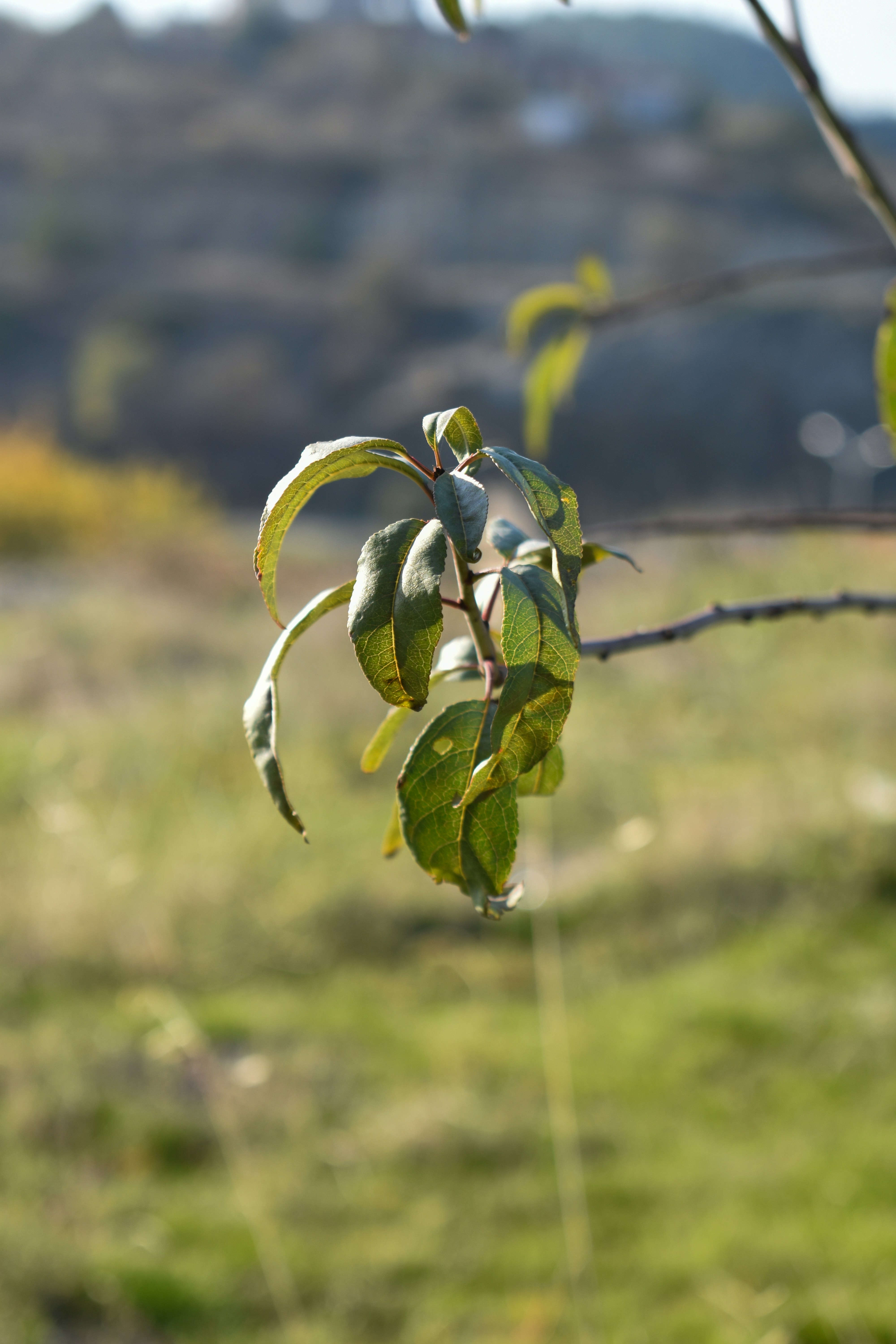 Branch Edge Framed by Light: A Close-Up of Leaves in Sunlit Field