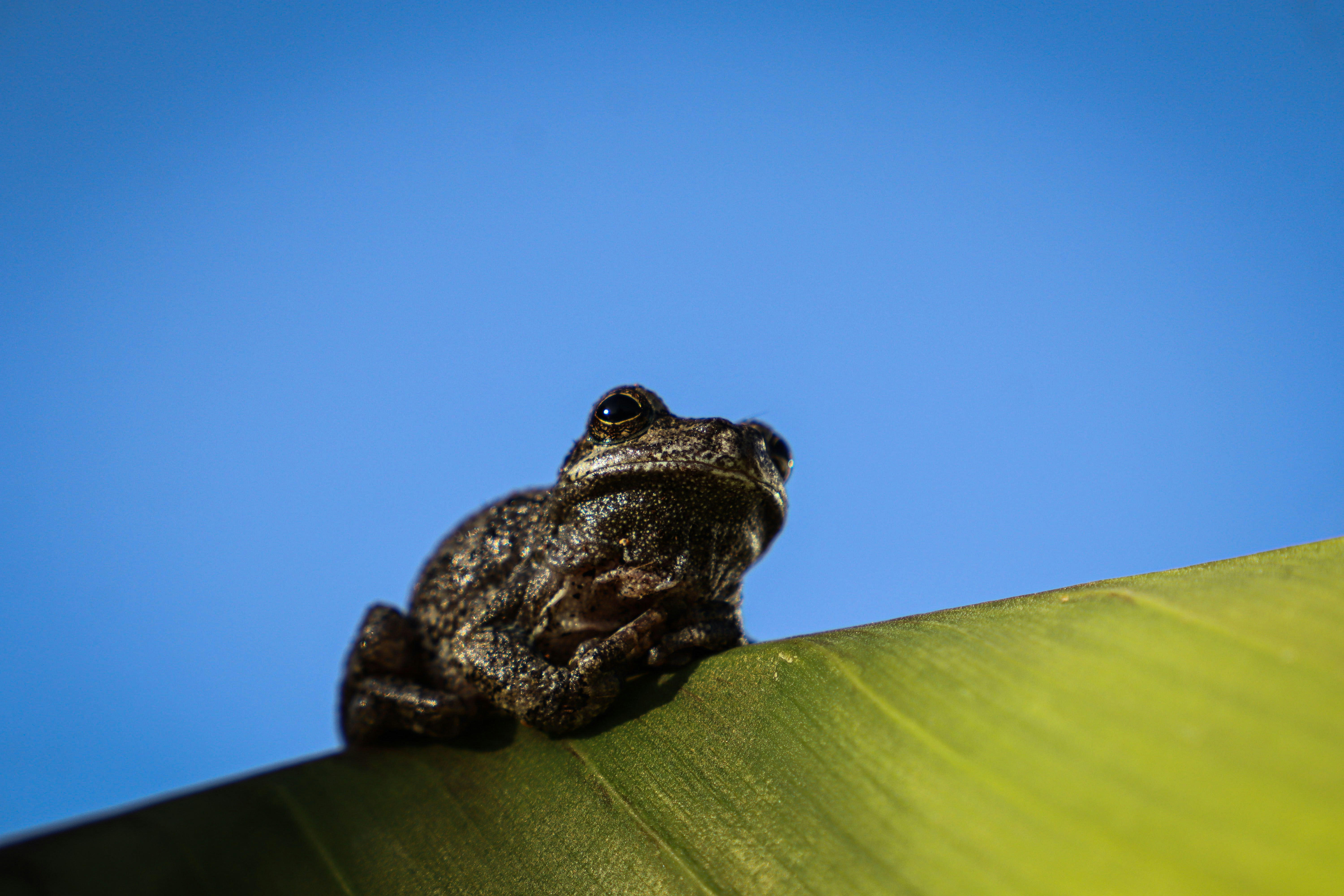 Rockbound Observer: A Toed Amphibian Perches on a Banana Leaf