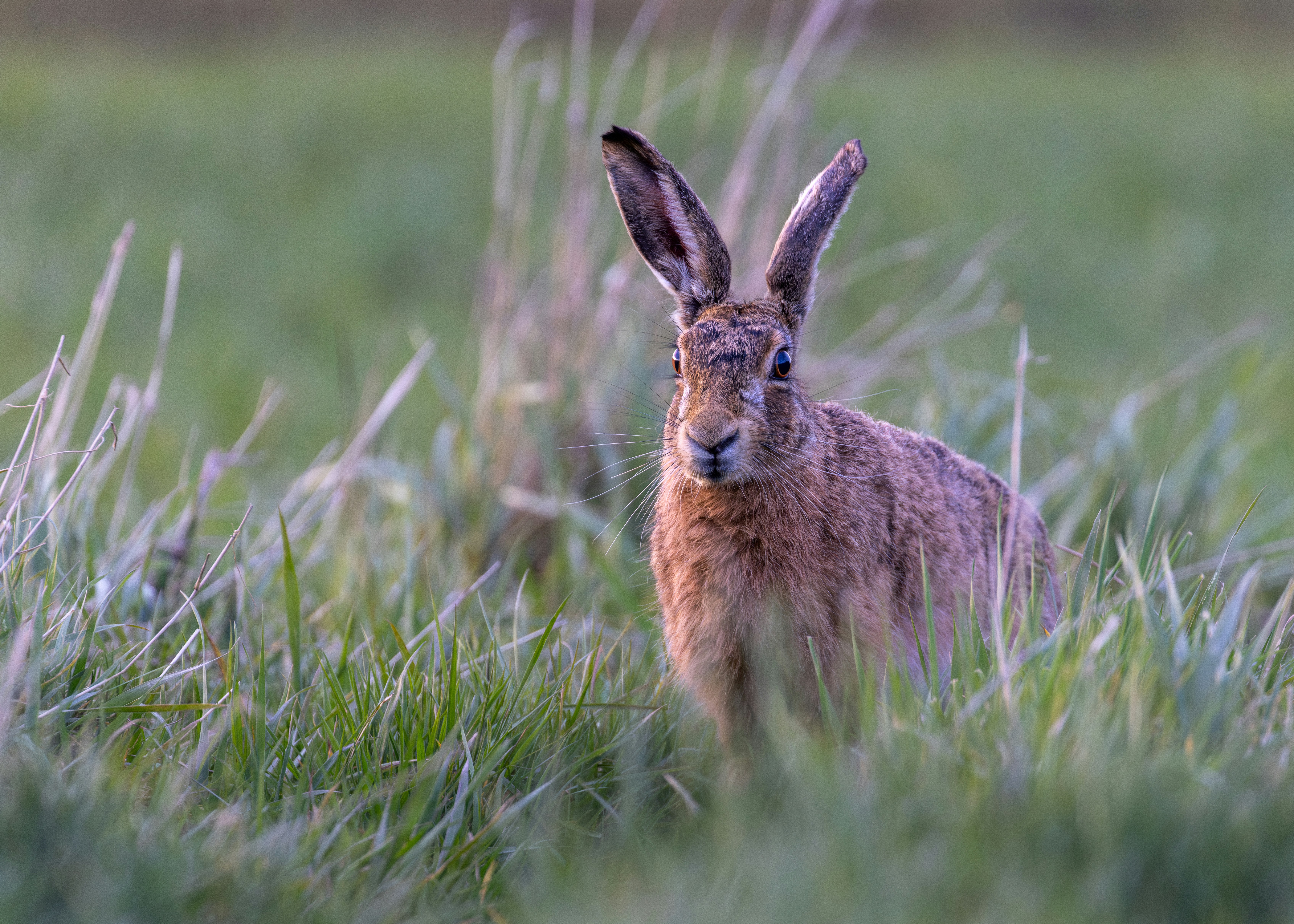 Close‑range Hare: Focused on a curious rabbit amid grassy blades