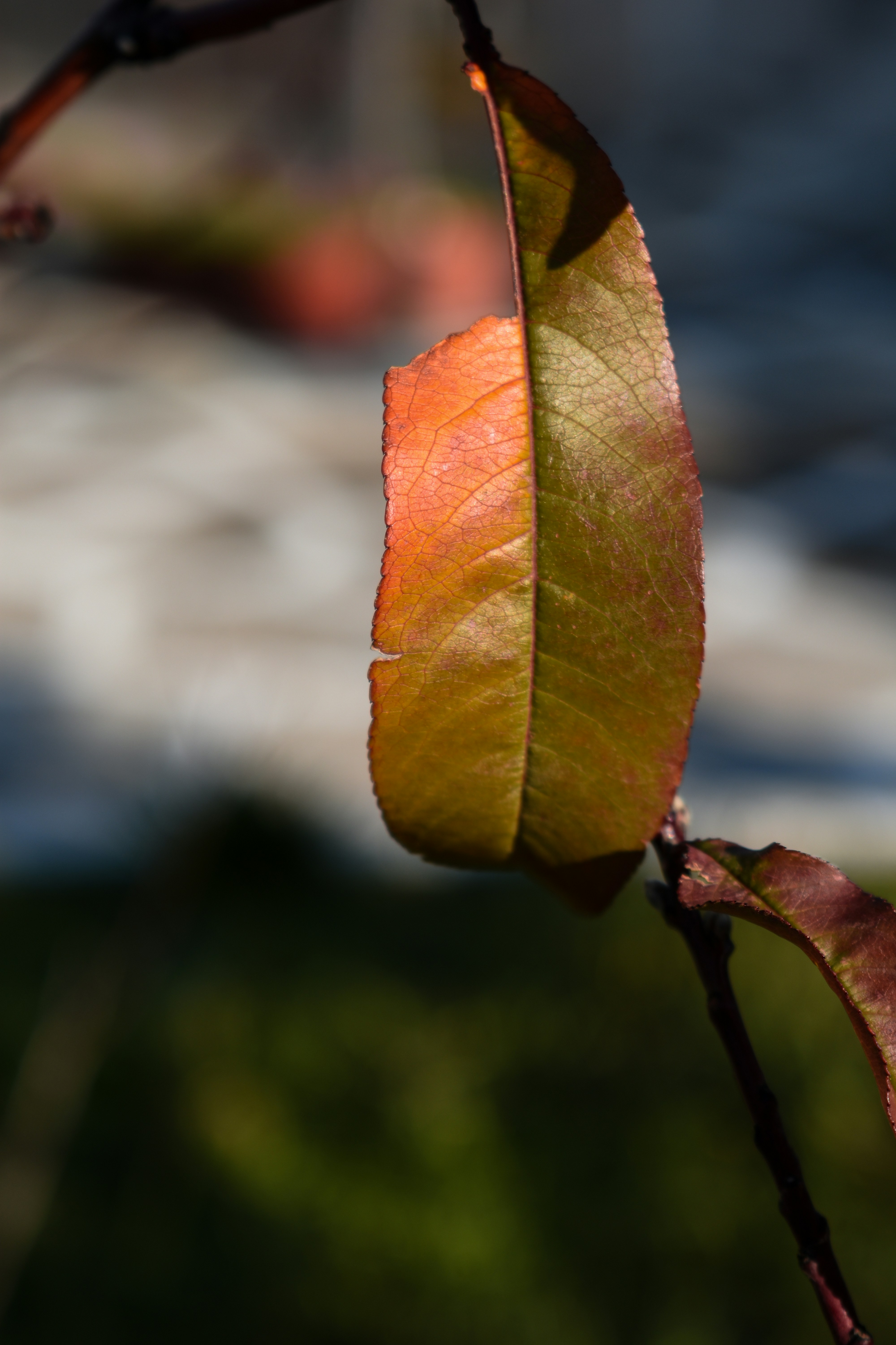 Autumn Leaf Close-Up: The Edge of Color on a Quiet Branch
