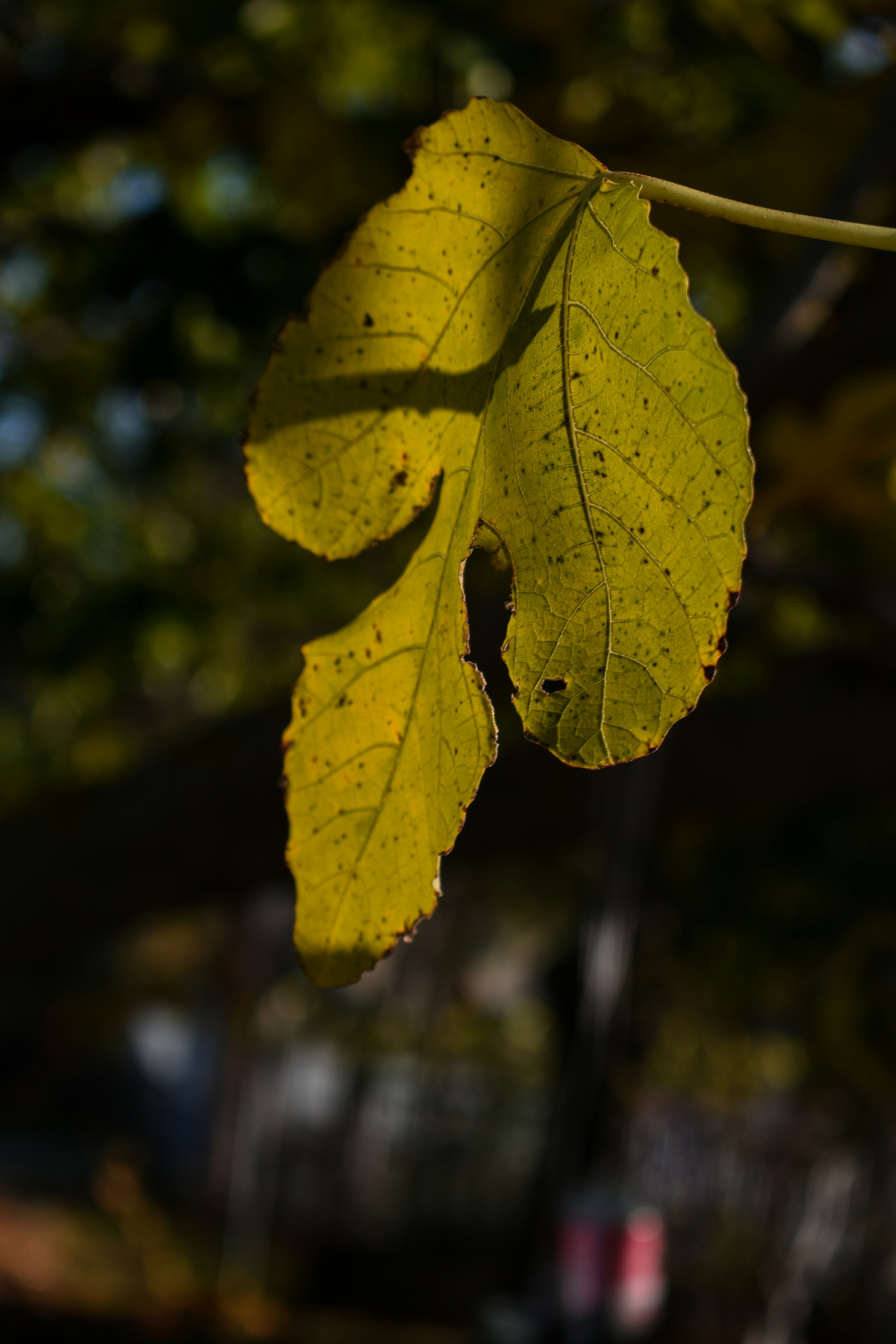 Golden Leaf in a Shadowed Corridor