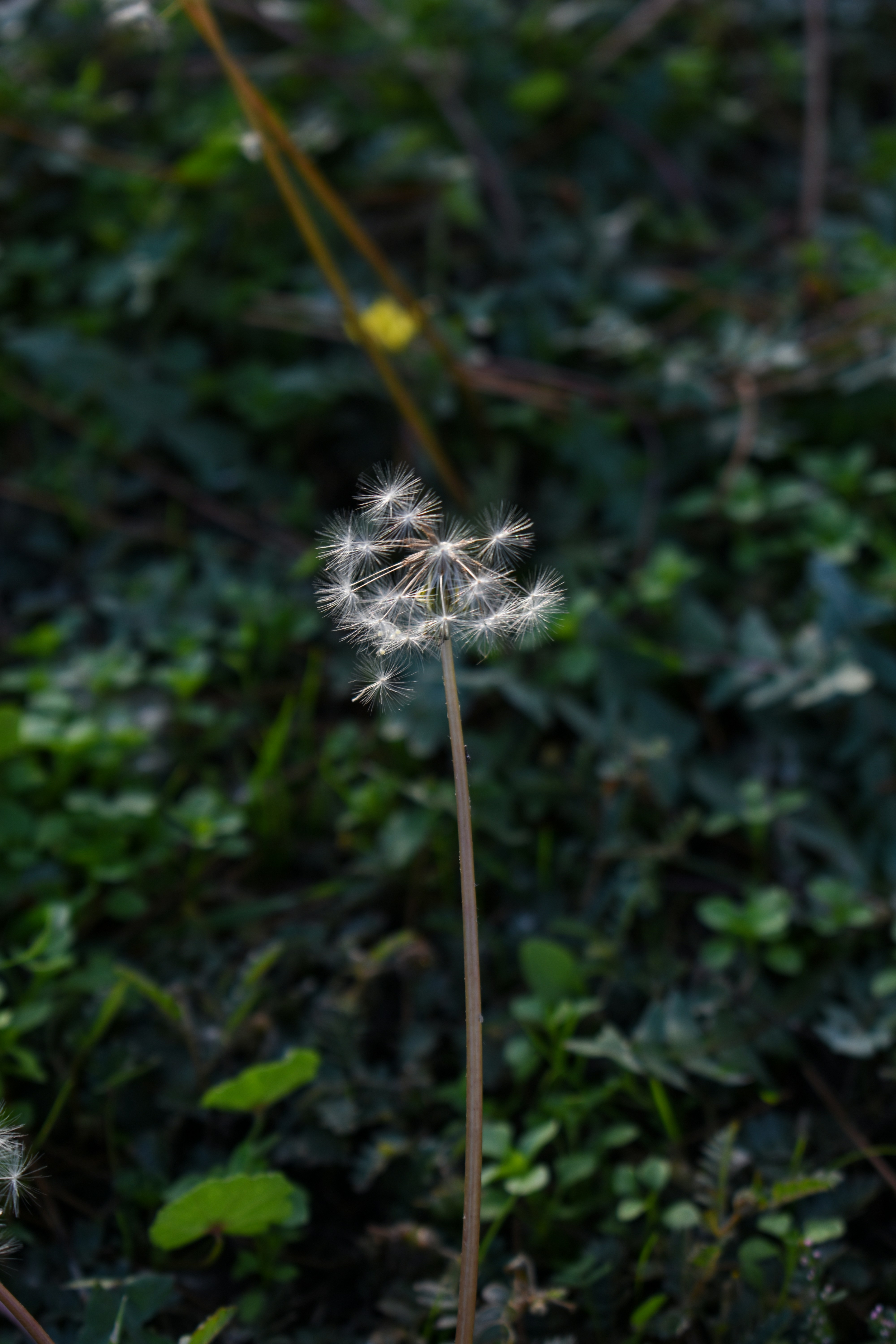 Soft-Seeded Dandelion Amid Forest Depth