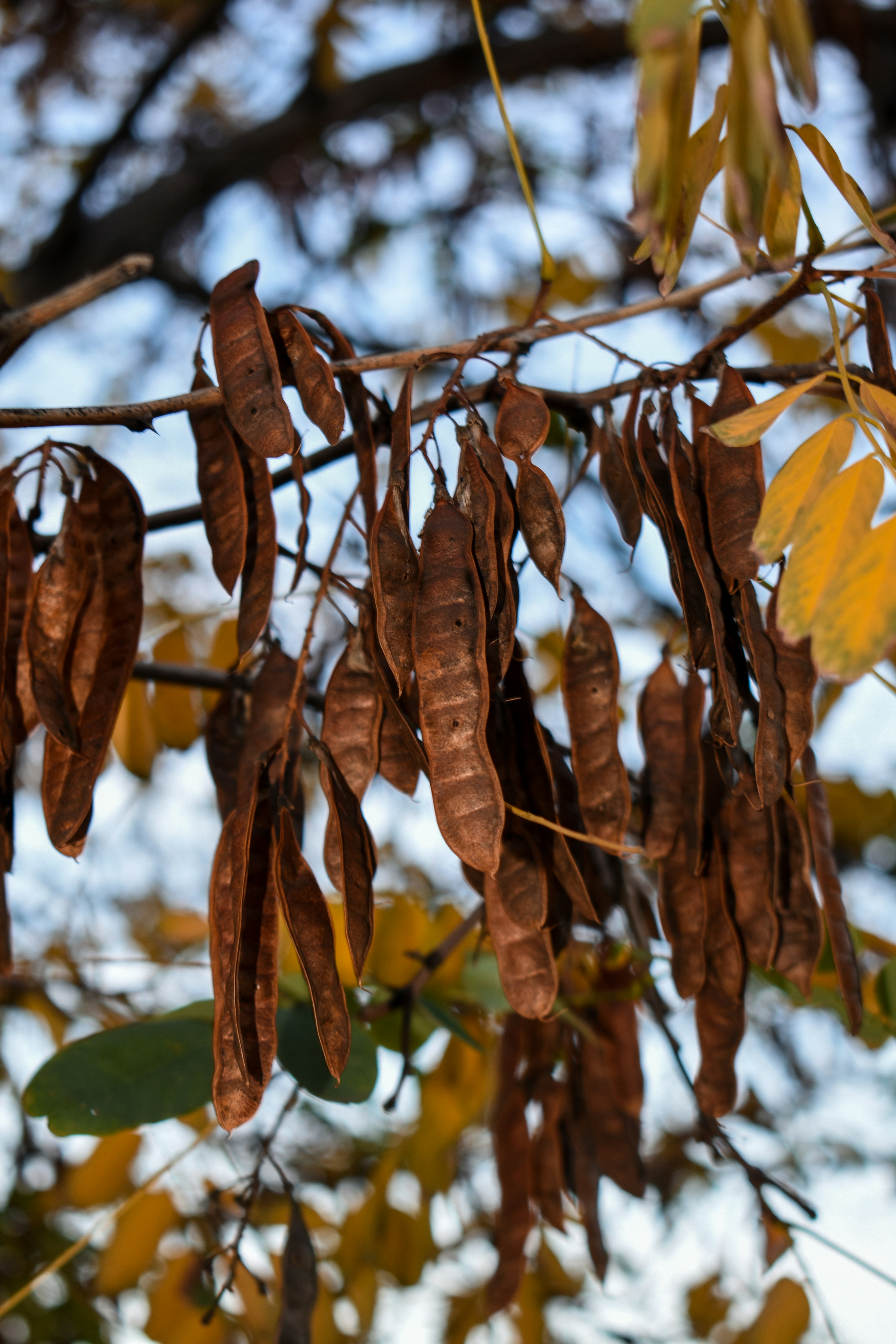 Rust and Autumn Between Branches