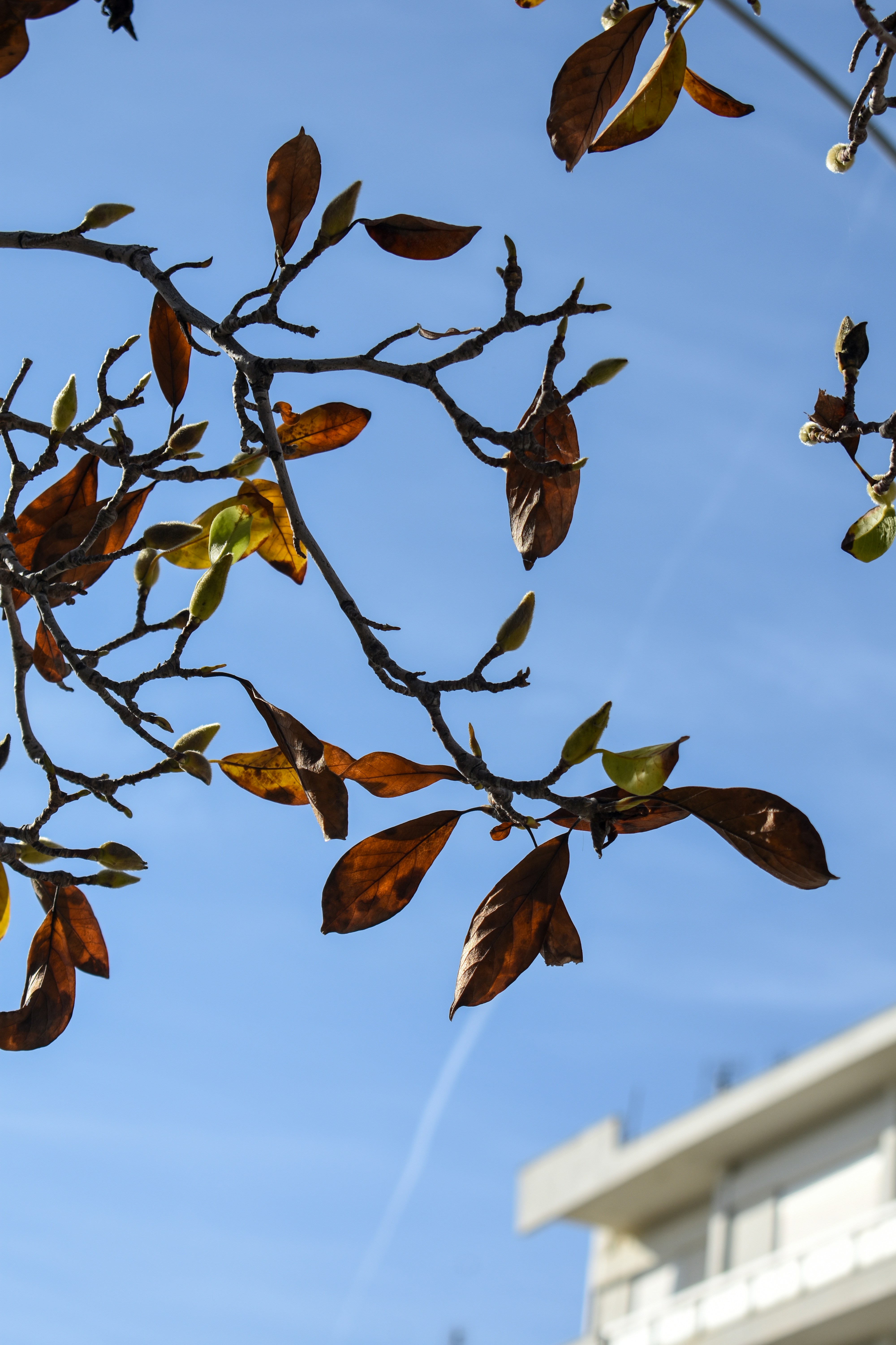 Autumn Leaves Reach Toward a Clear Sky