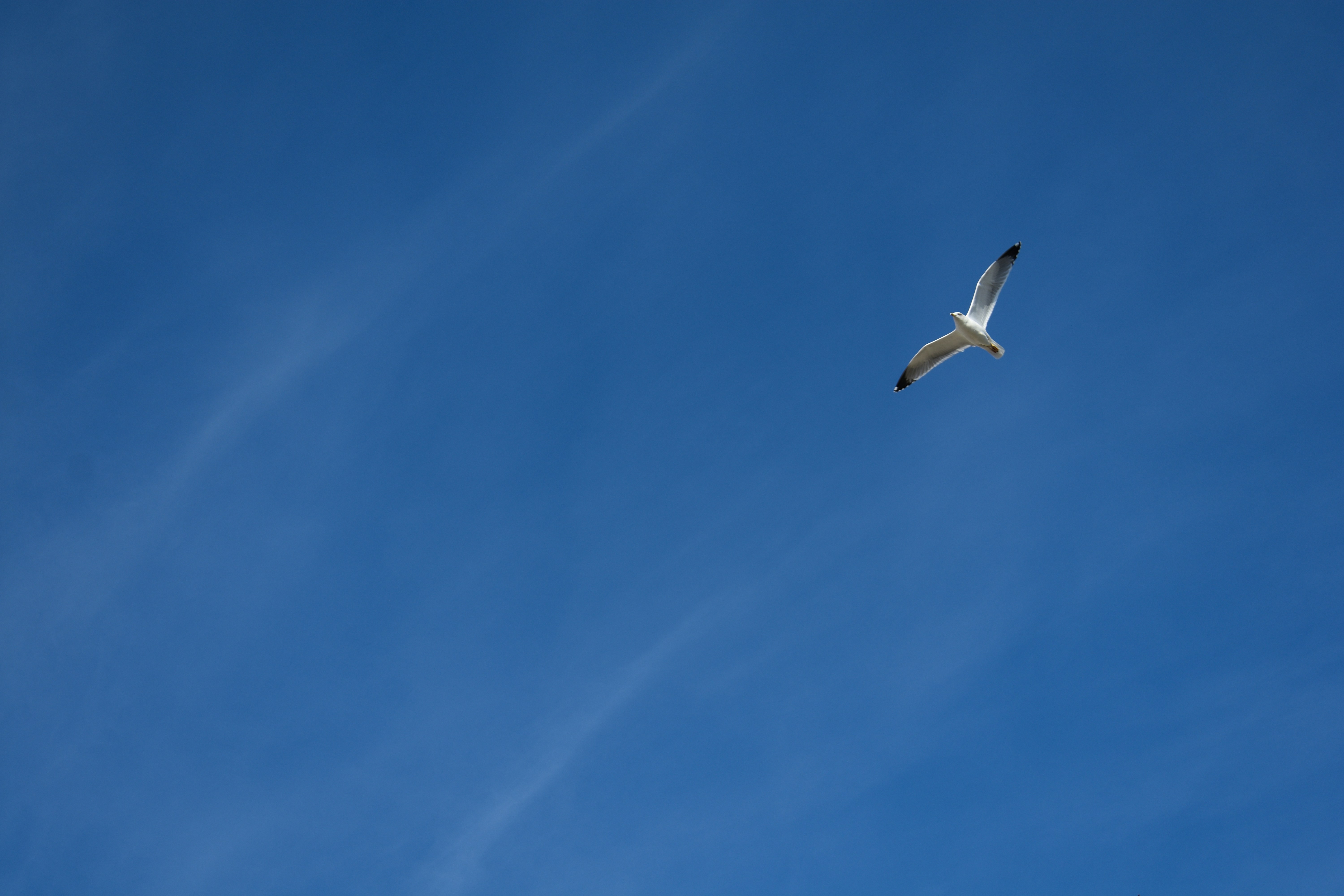 Seagull in a Clear Blue Sky
