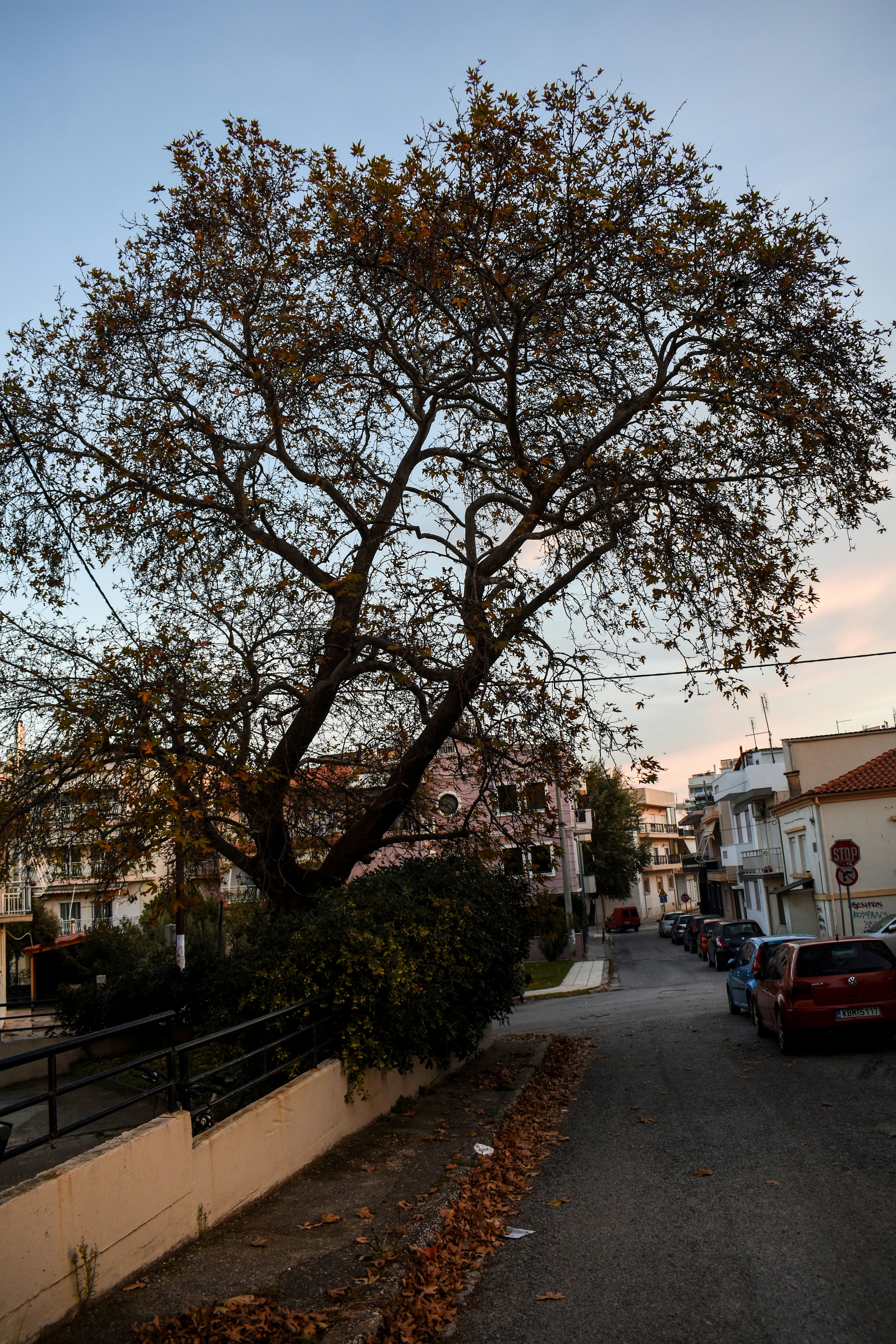 Urban Canopy Reaching Over a Quiet Street