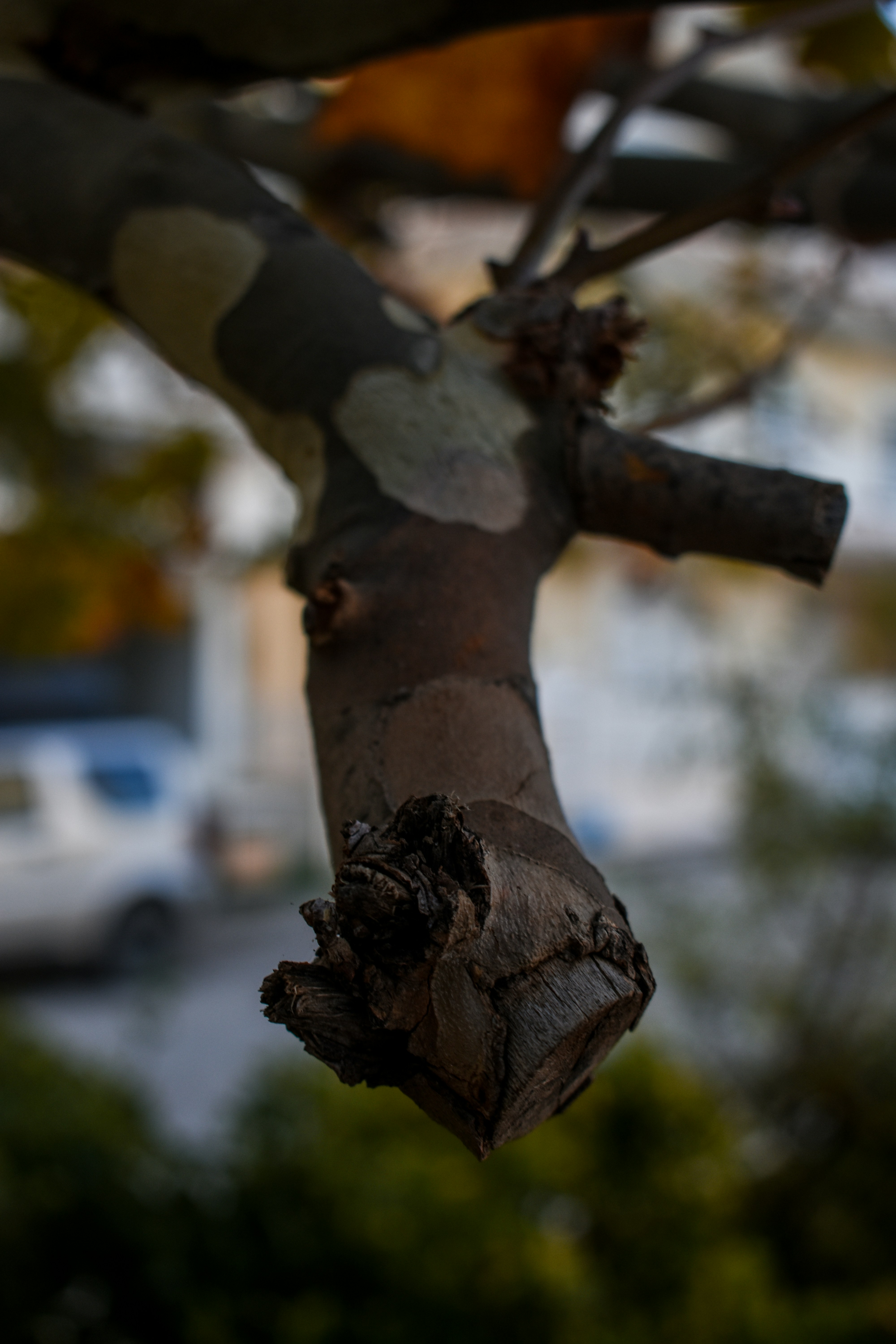 A Weathered Bud: Close-Up of a Gnarled Branch Culminating in a Bud
