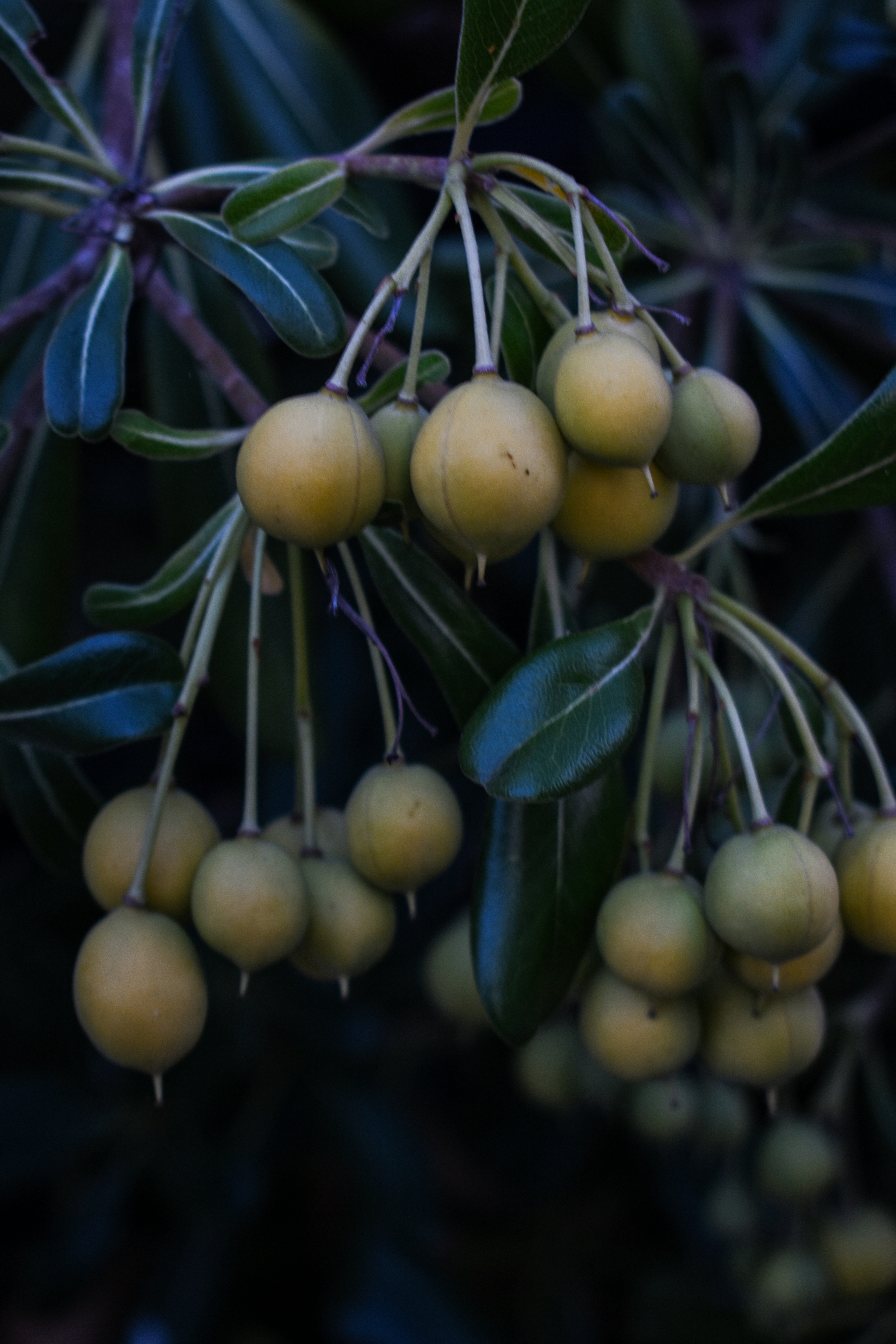 Juicy Clusters of Yellow Berries on Dark Olive Branch