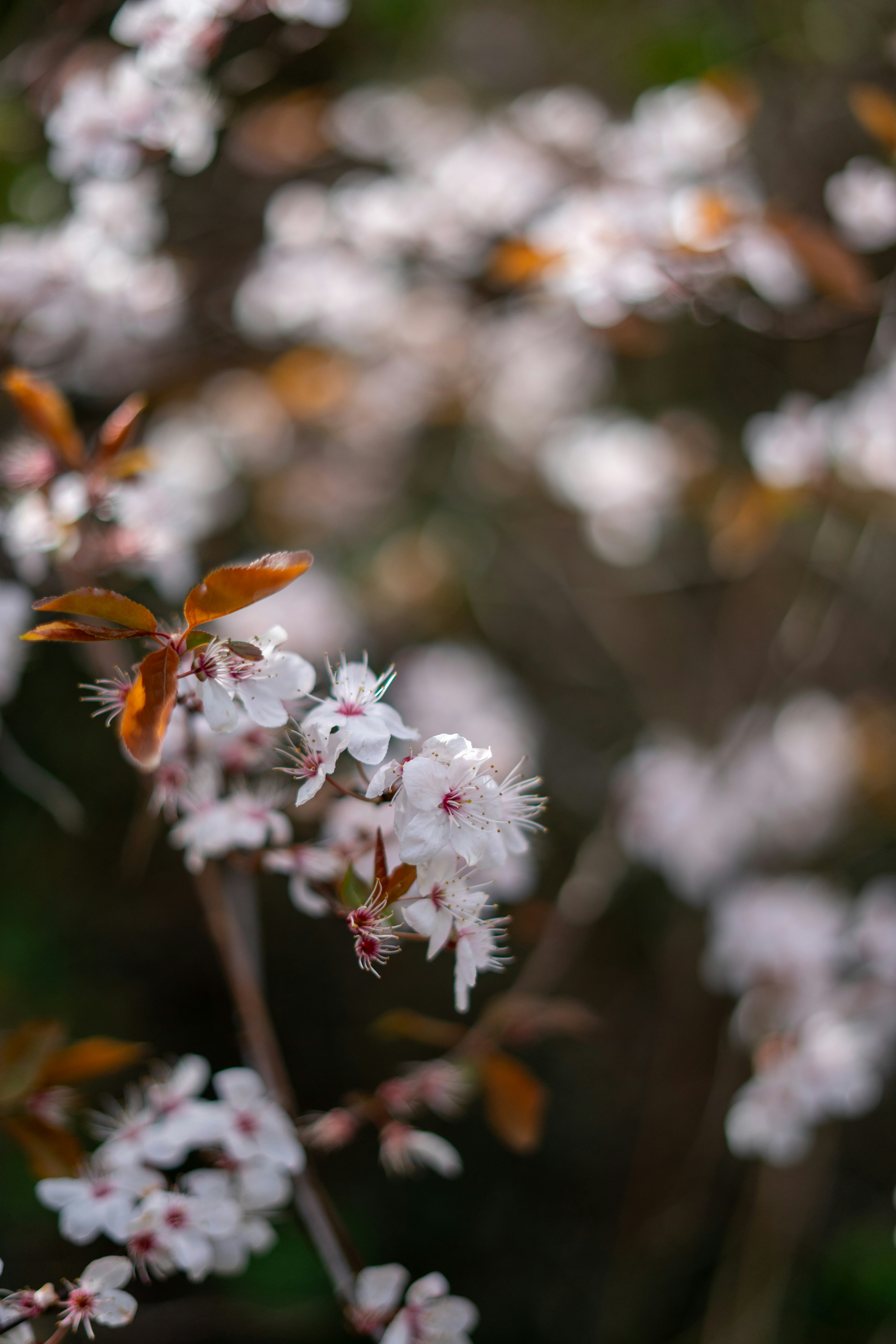 Petals in Soft Focus: A Quiet Sakura Moment