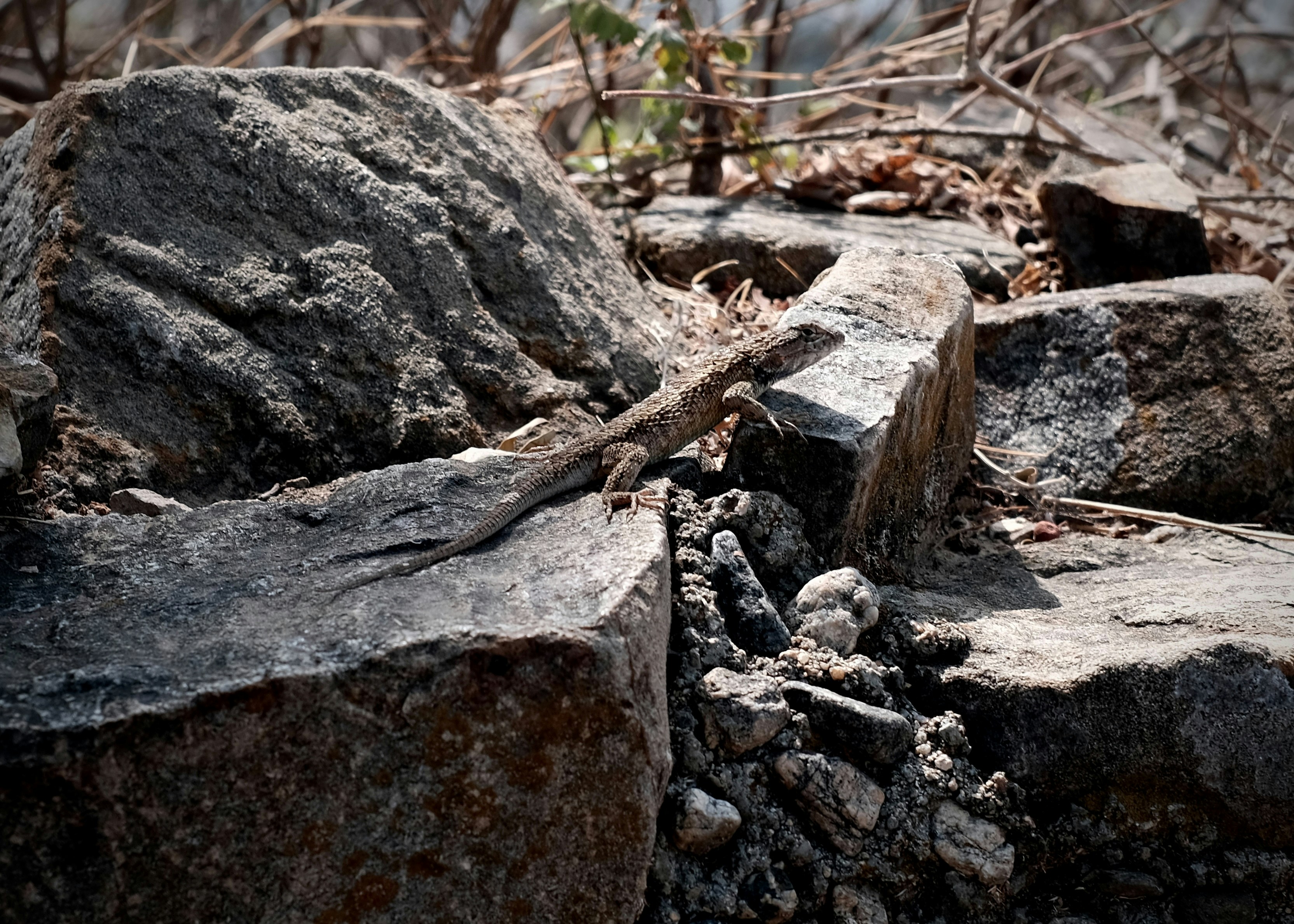 Rugged Groundwork: Weathered Stones and Fallen Branches Among Mountain Rubble