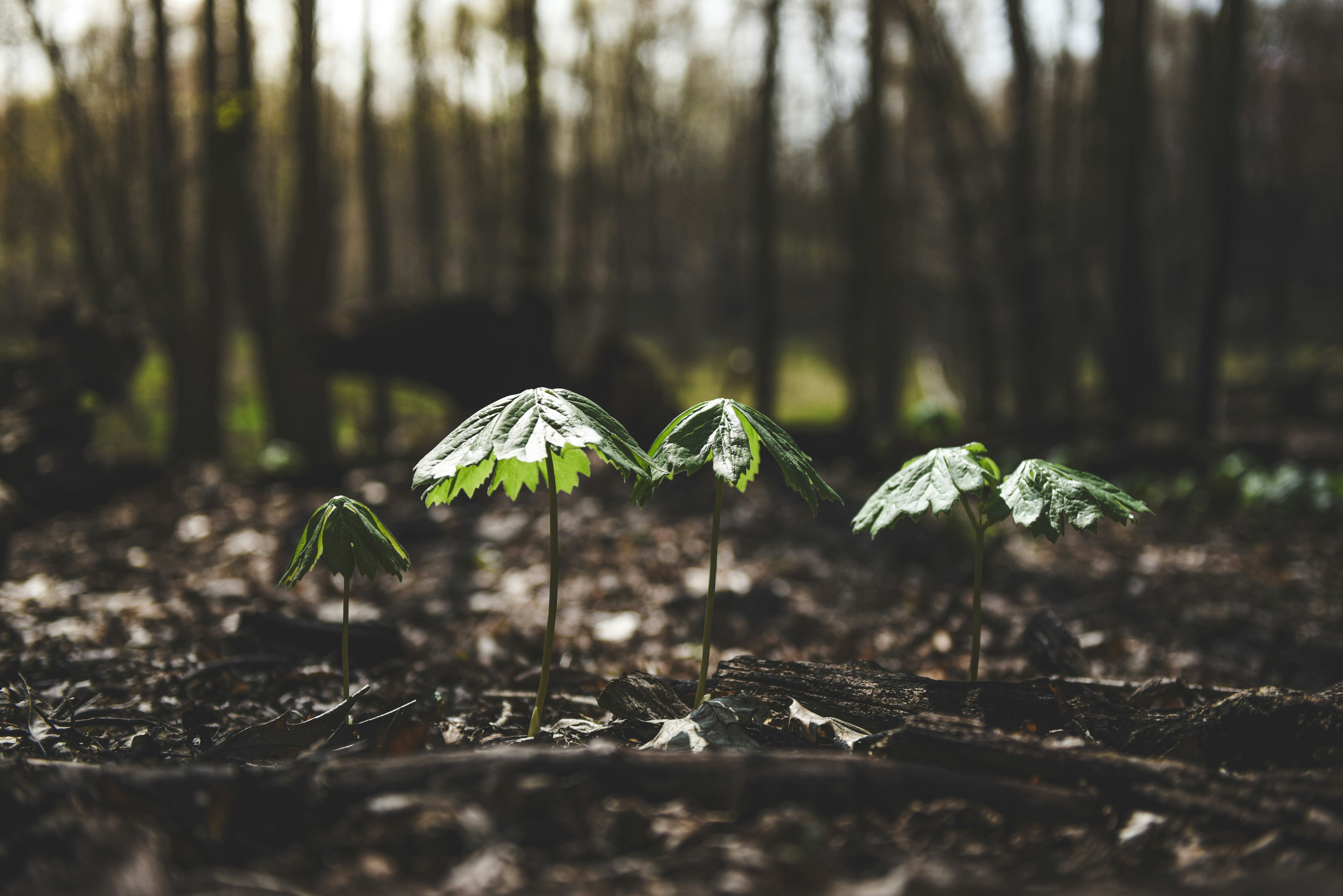 Emergent Gateways: First Green Sprouts Carve Through Forest Floor