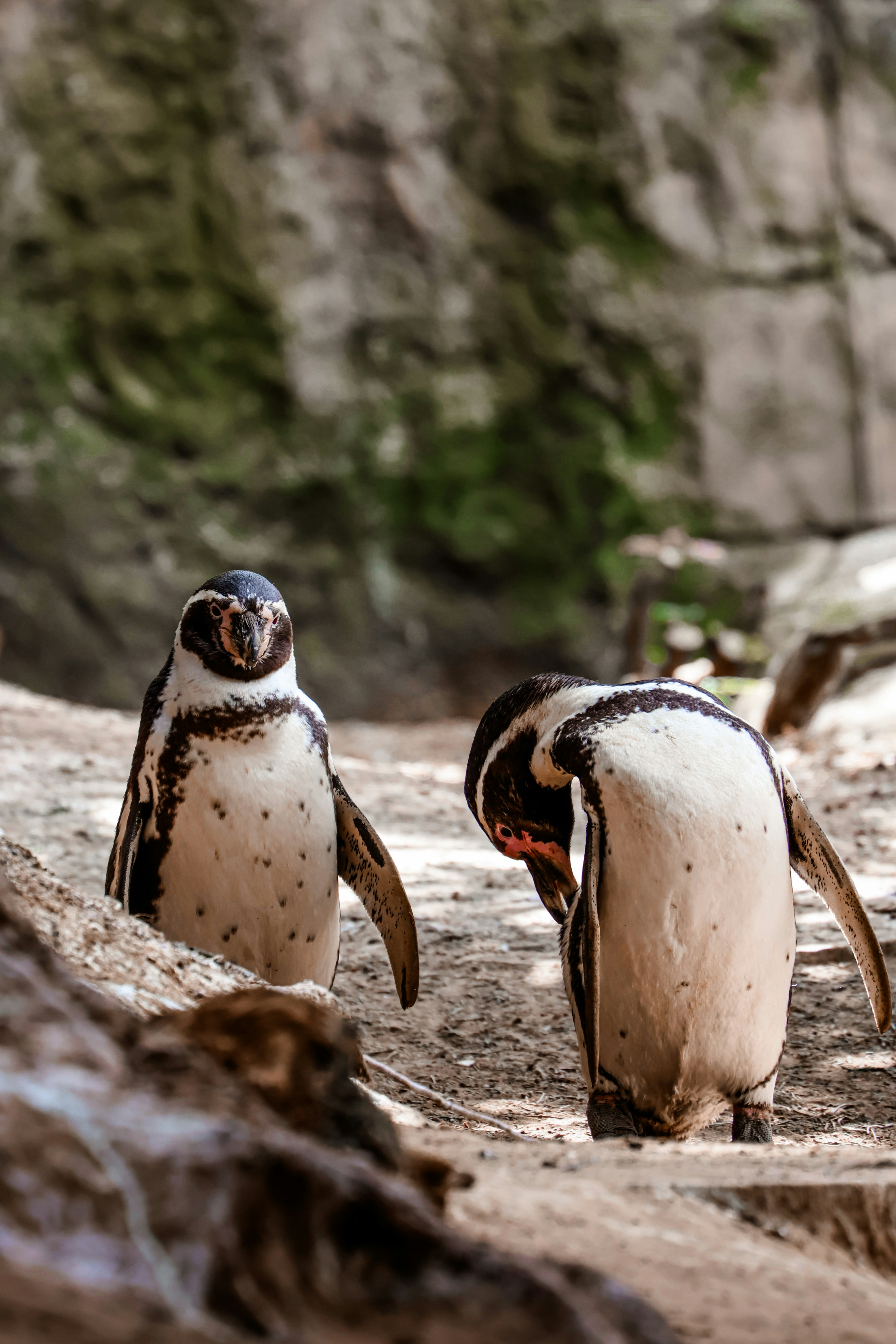 Two Emperor Penguins in a rocky enclosure, one looking toward the camera
