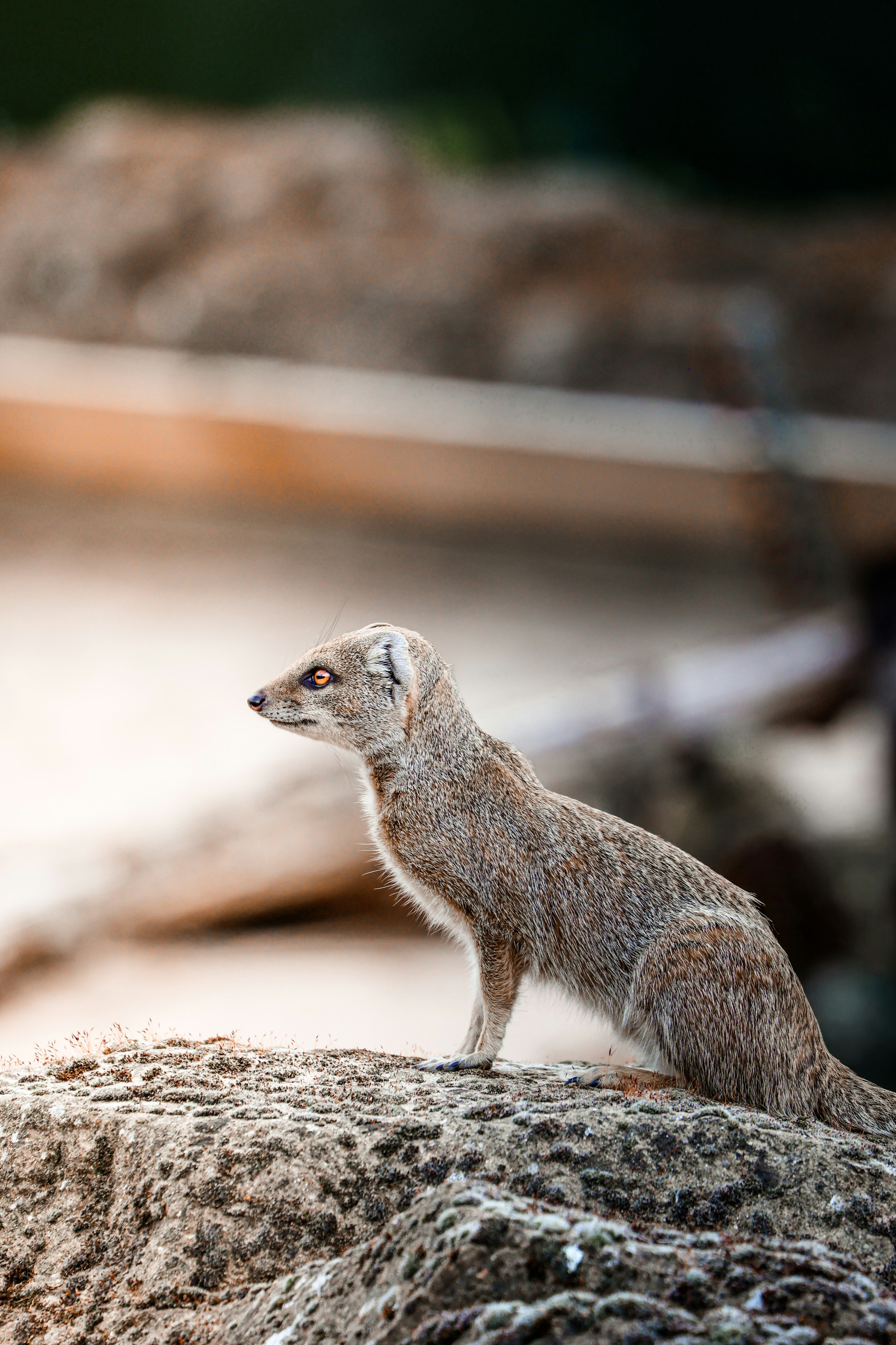 Curious Sentry on the Riverbank