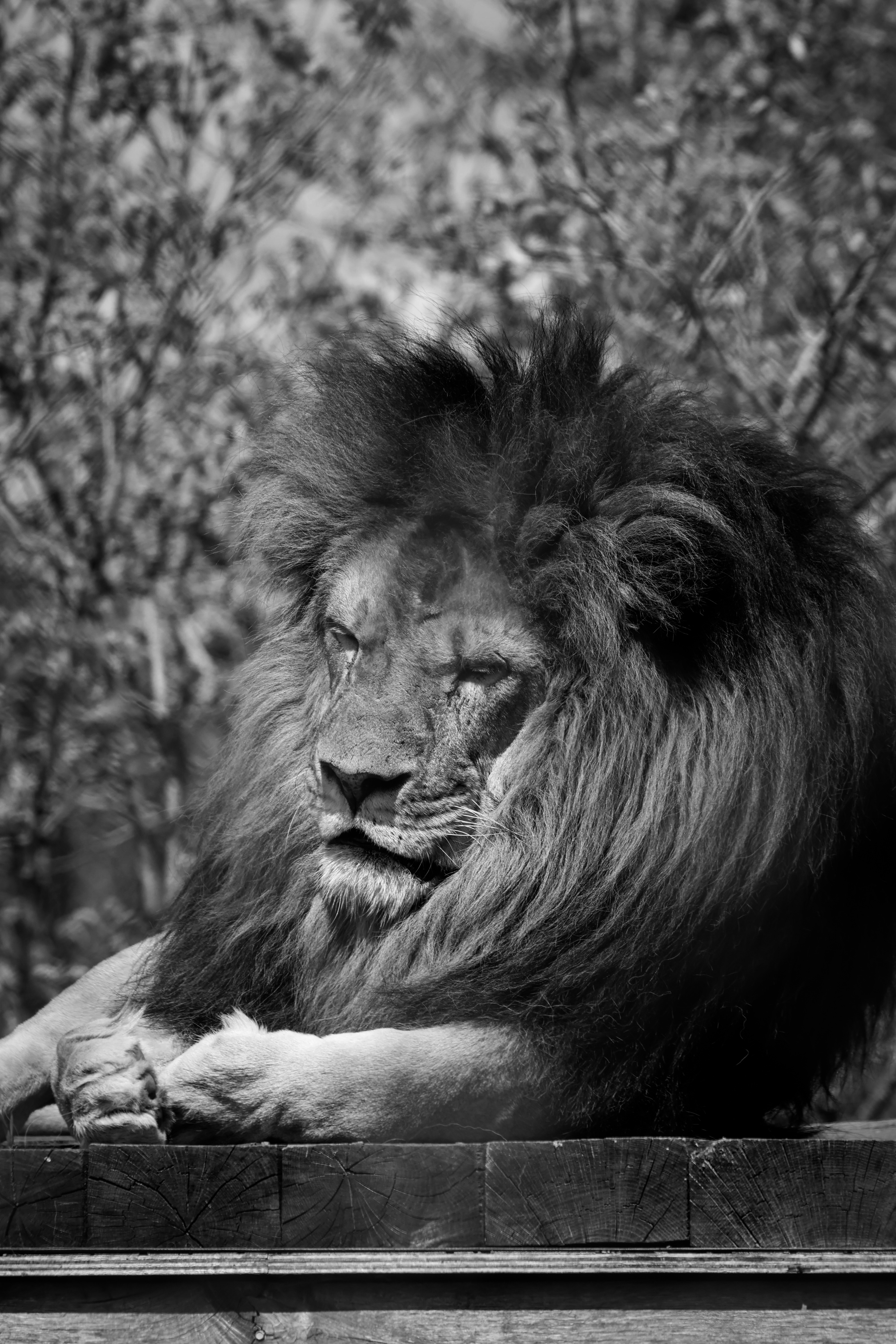 Majestic Eye of the Serengeti: A Regal Portrait in Monochrome