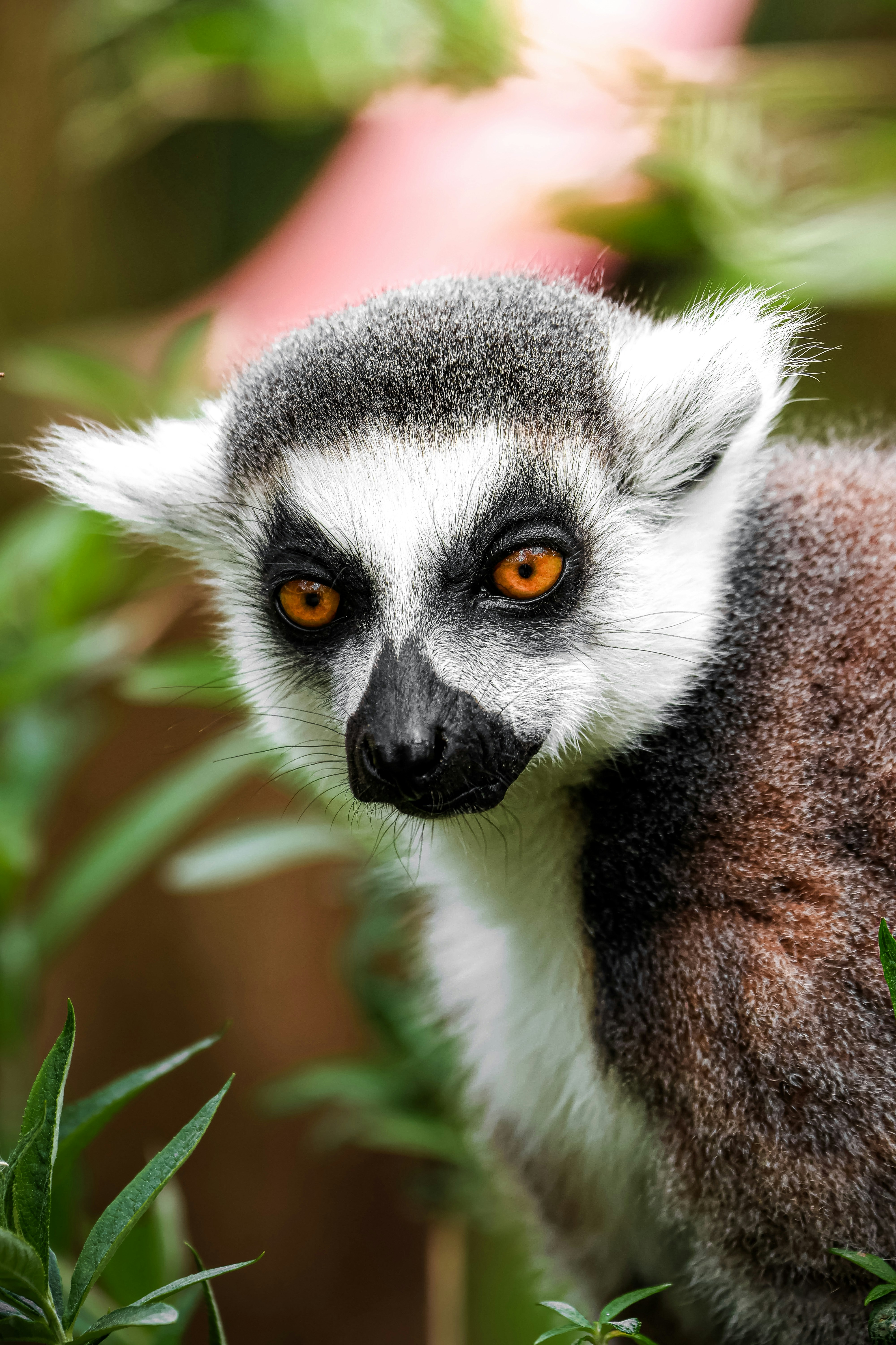 Portrait of a Quiet Primates: Focused Gaze Amid Foliage