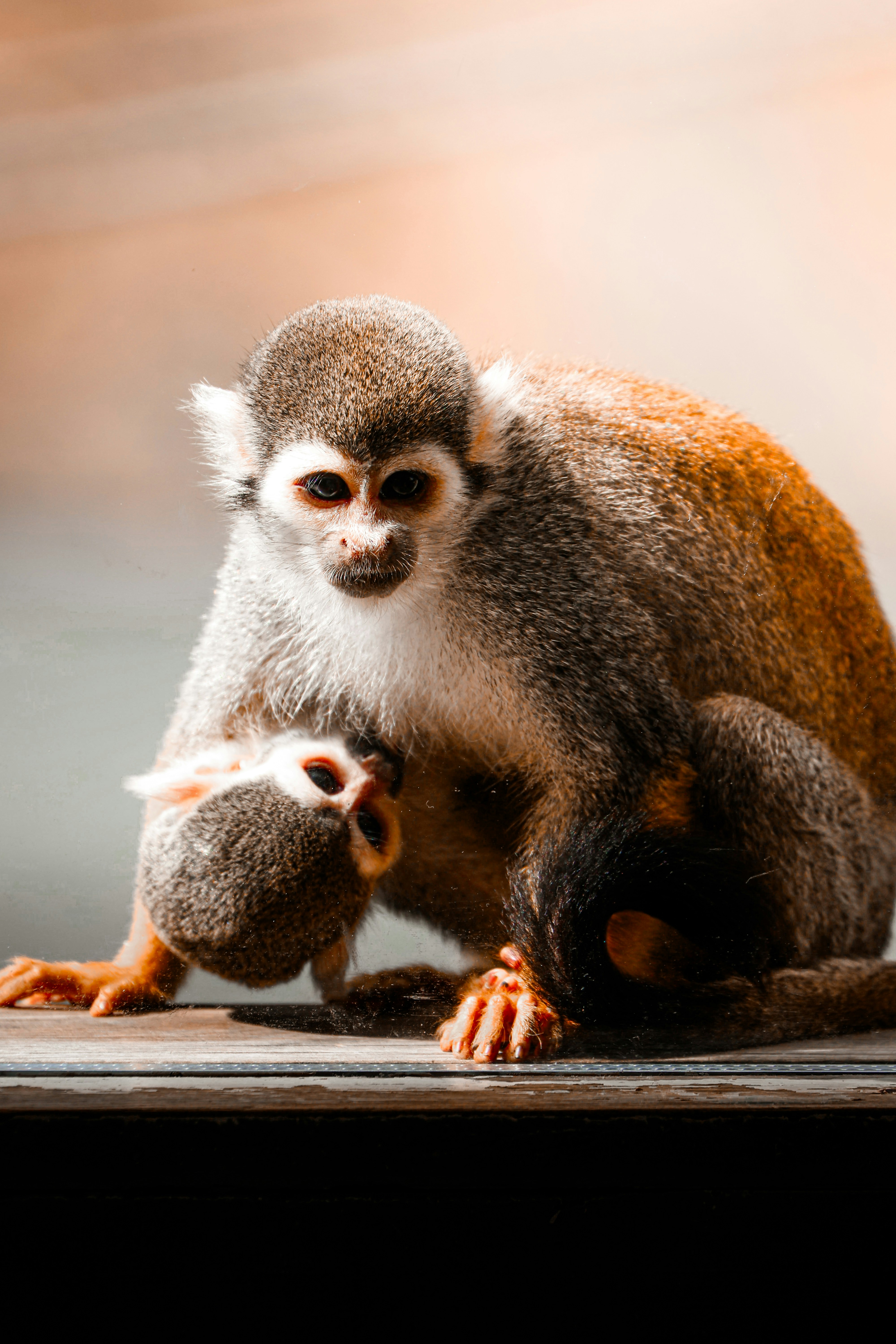 Curious Primates: A Protective Moment on the Window Sill