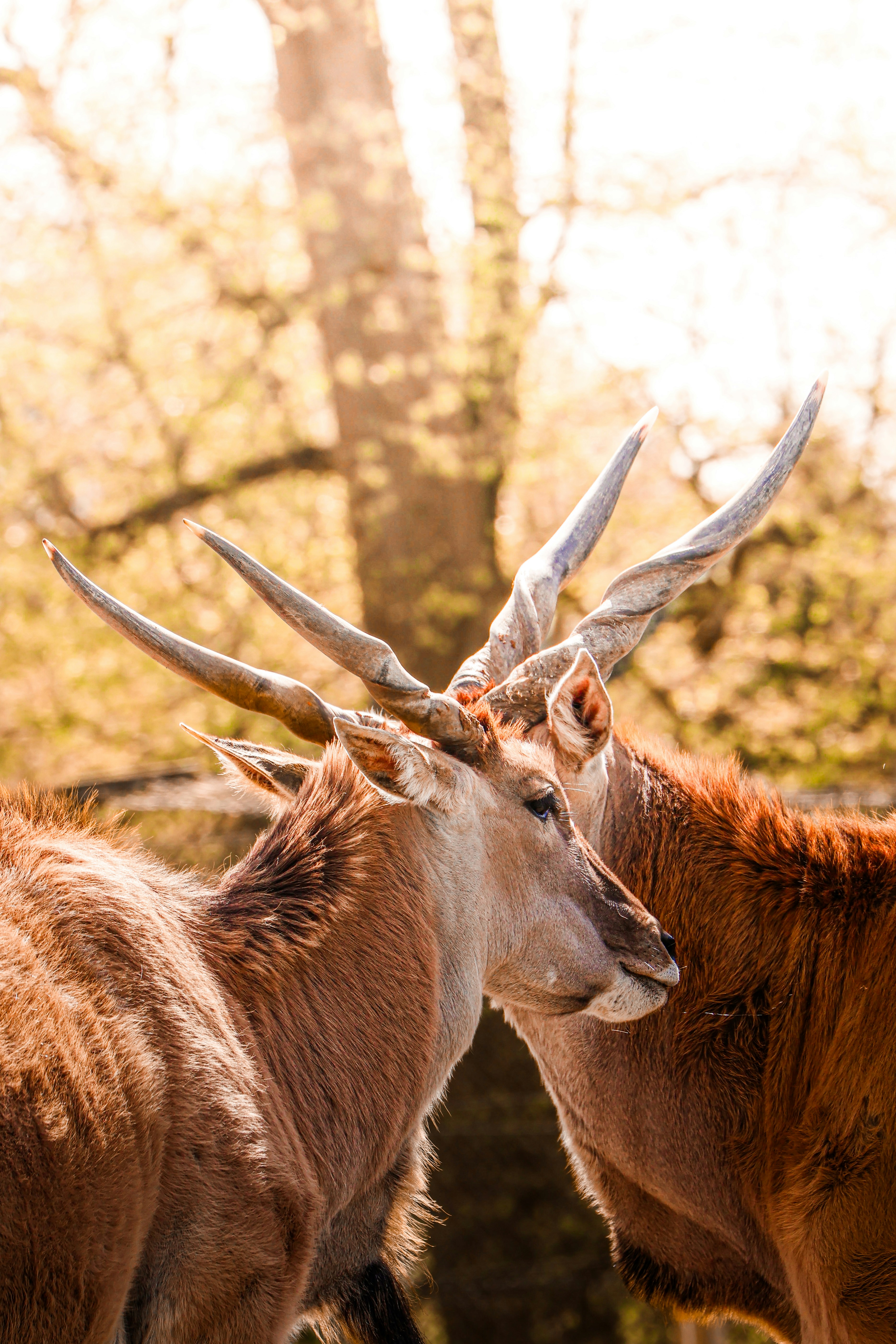 A Quiet Snuggle: Two Stags Rest Near the Forest Edge