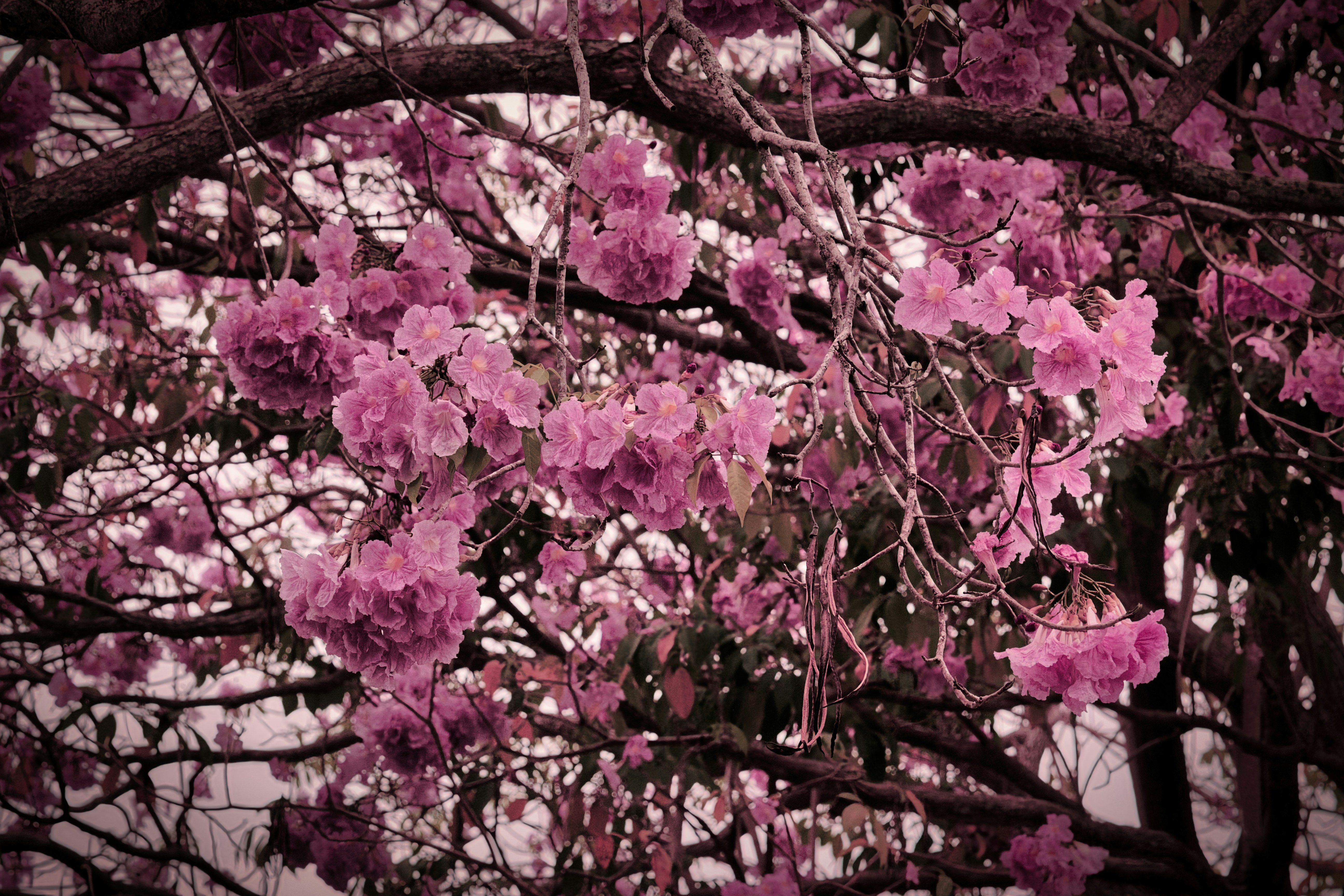 Crimson Bloom Network