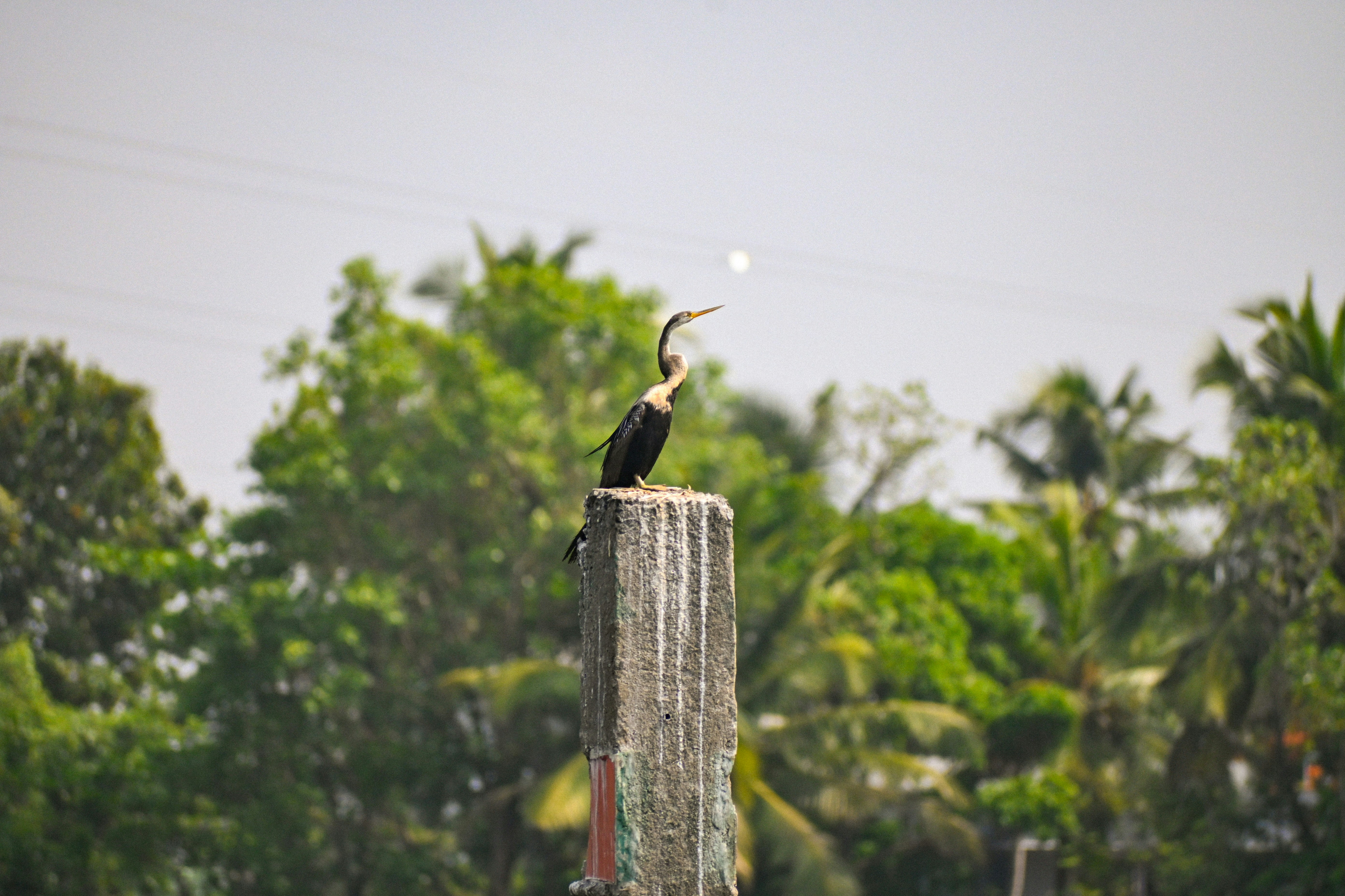 Heron on a Weathered Post Under Palm Canopy