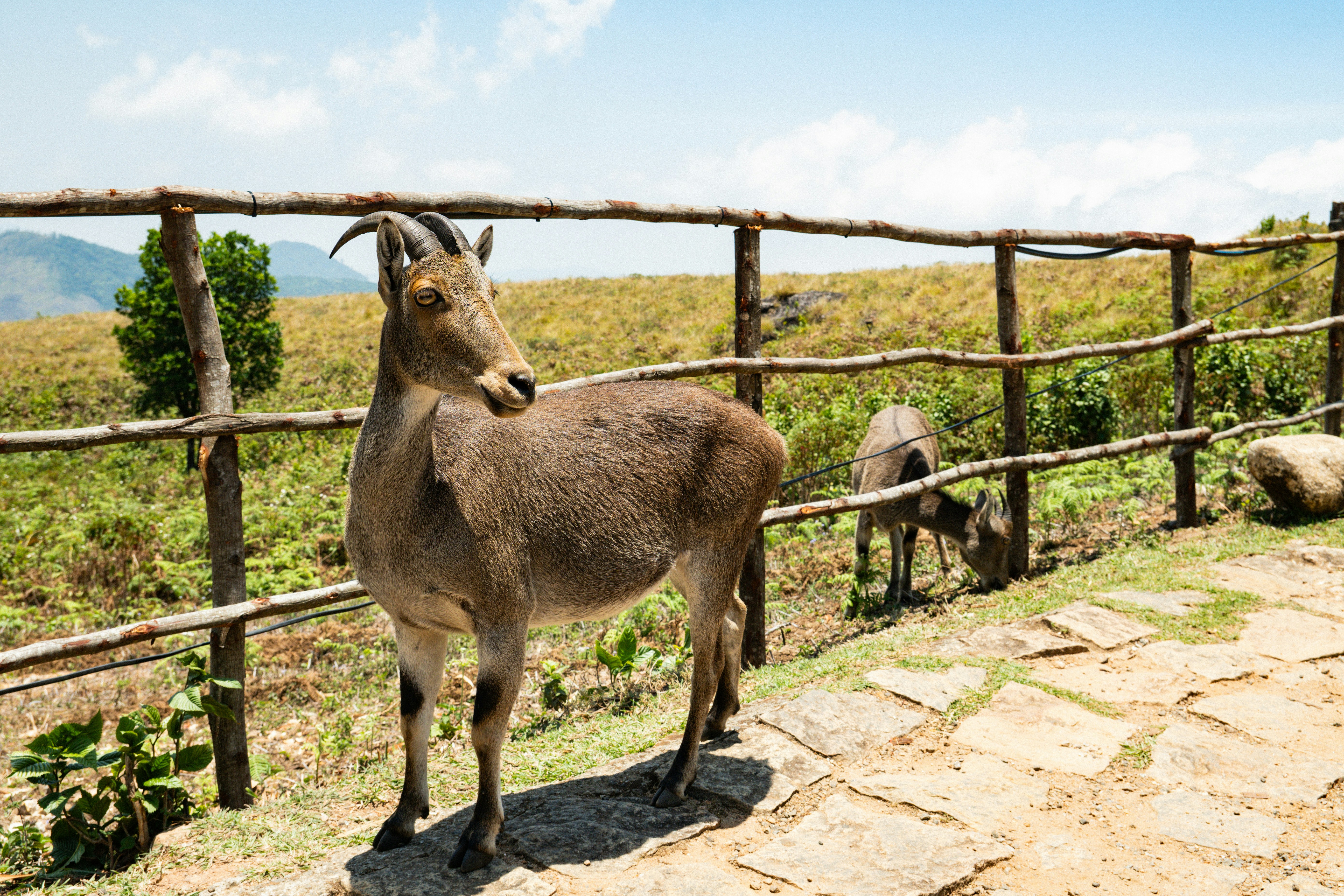 Goat at the Ridge: Leaning into the Sunlit Path