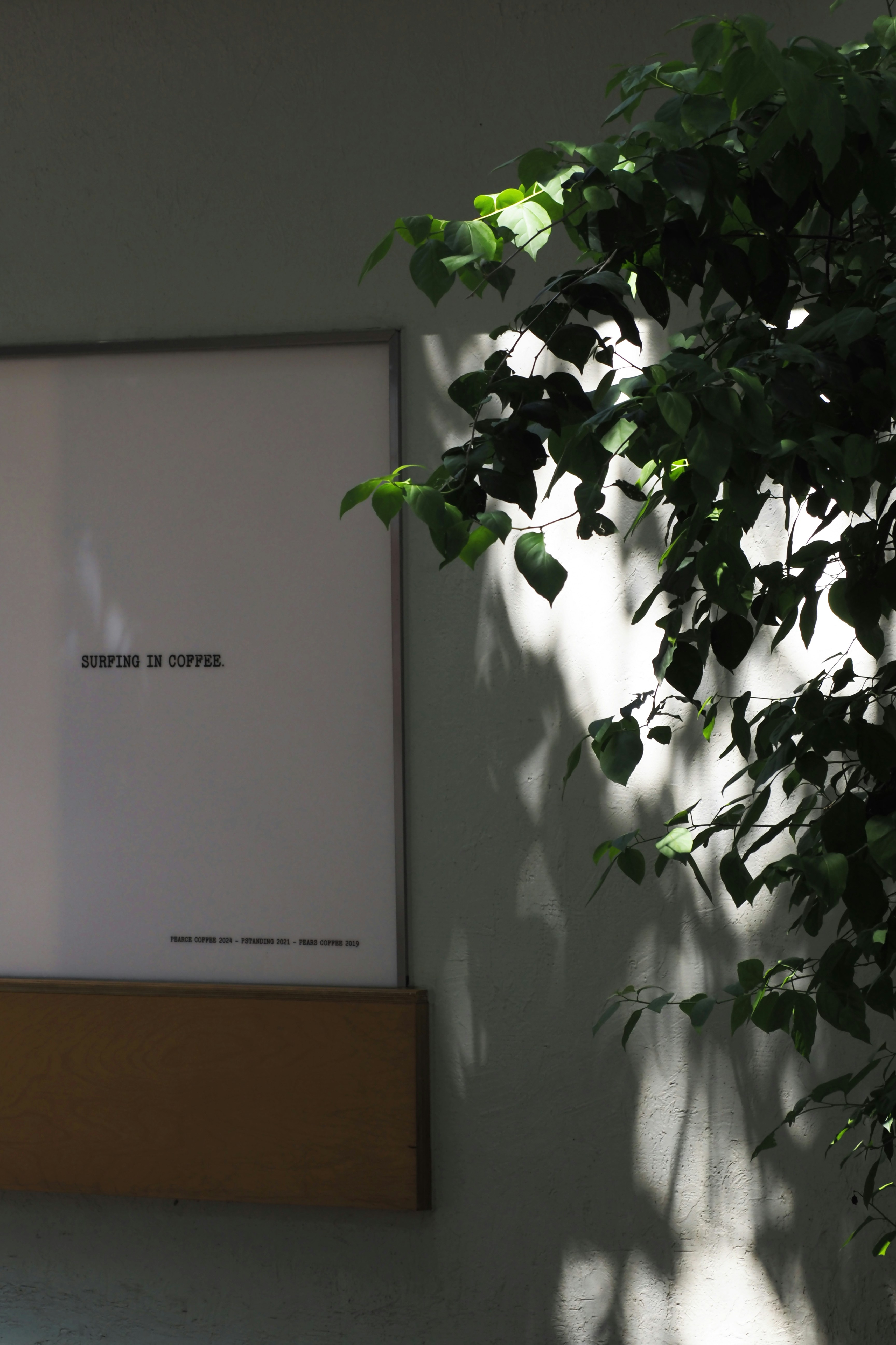 Shaded Leaves Cast a Quiet Frame Along a Minimalist Wall