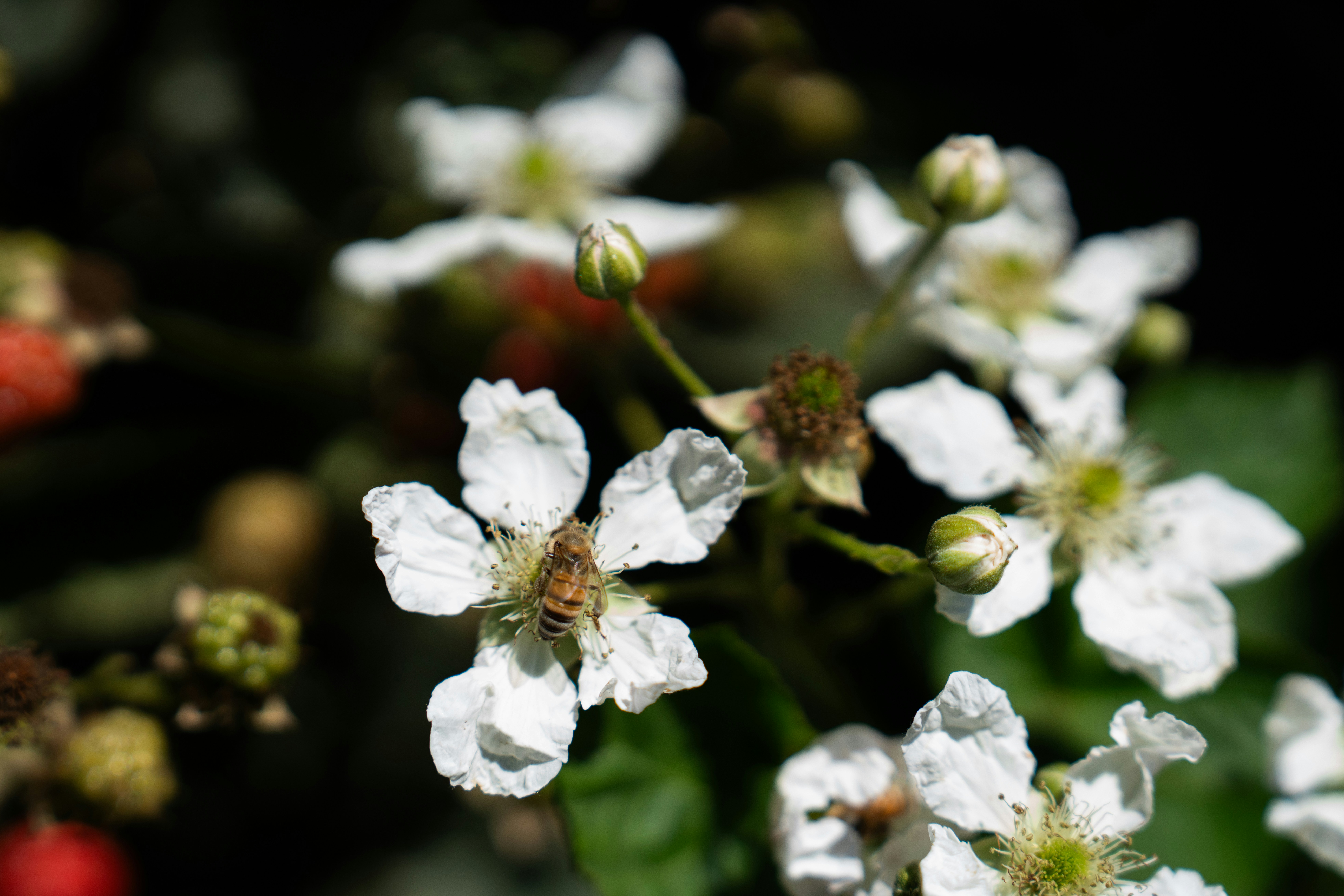 White Floral Confetti on a Dark Backdrop