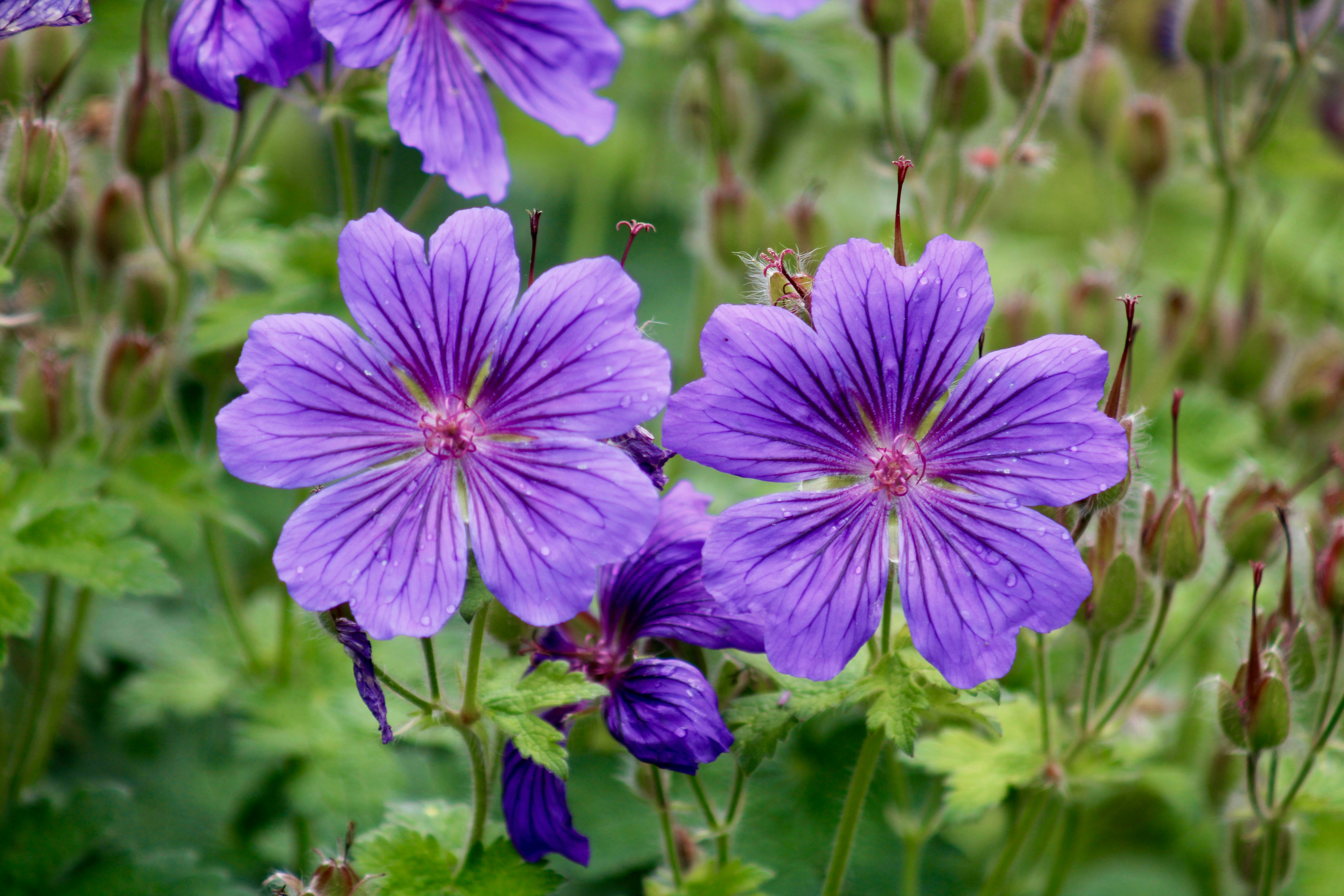 Purple Petals in Focus: A Cluster of Geranium-like Blooms