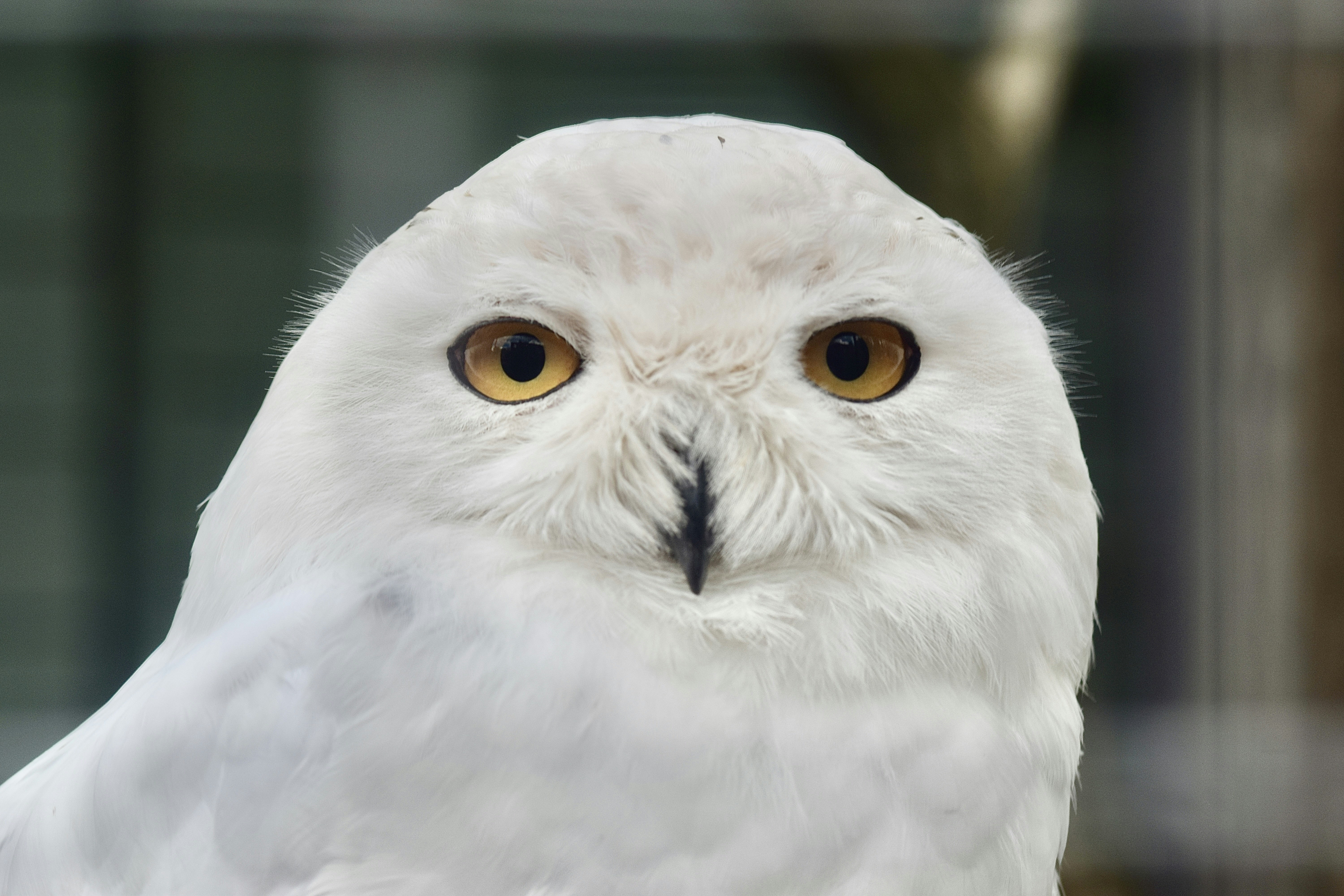Snowy Owl’s Gaze: The Quiet Intensity of a Close-Up
