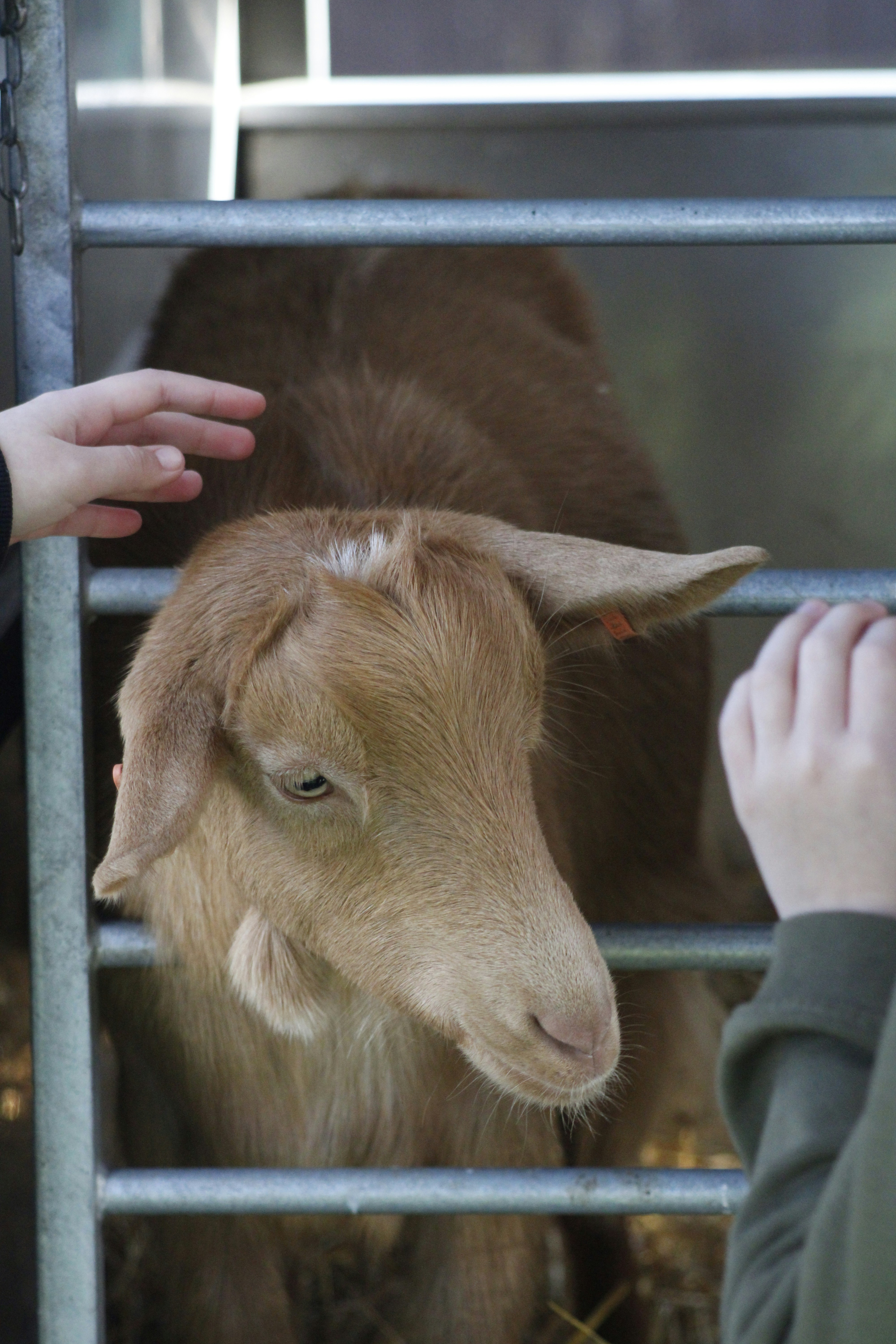 Gentle Curiosity: A Goat Peeking Through Metal Bars