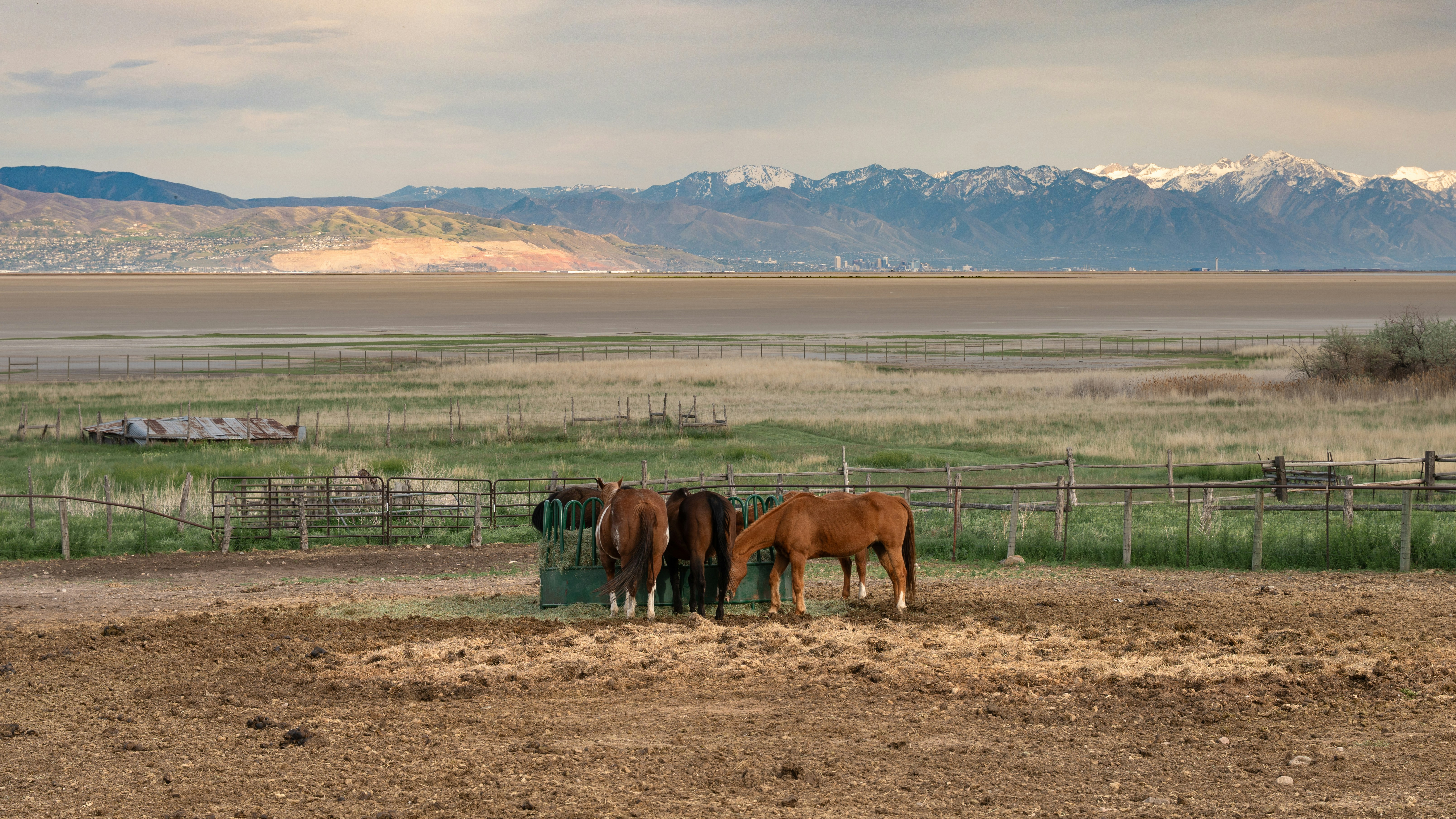 Horses at the Distant Shoreline