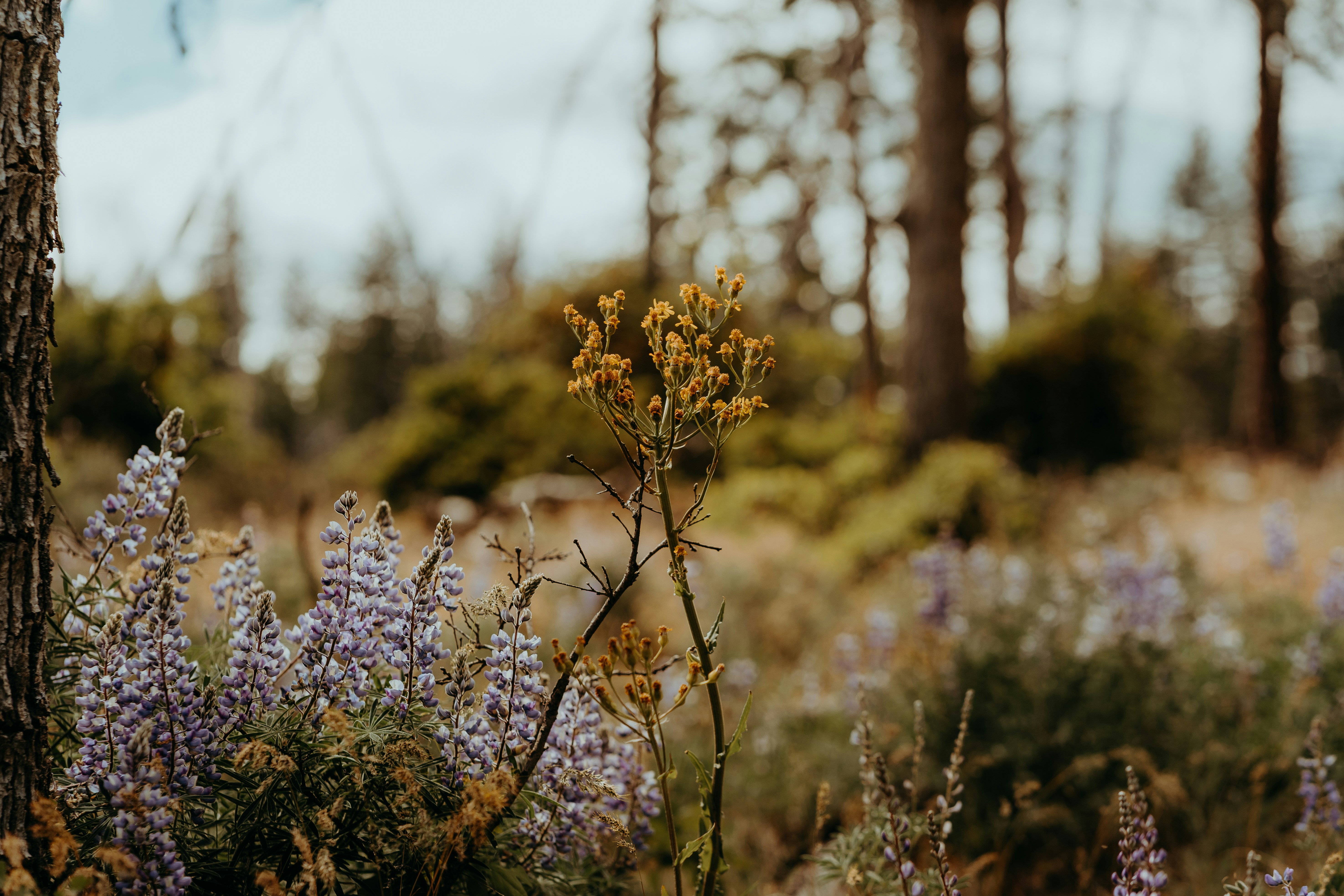 Center-Field Bloom: Golden Yellow in a Quiet Meadow