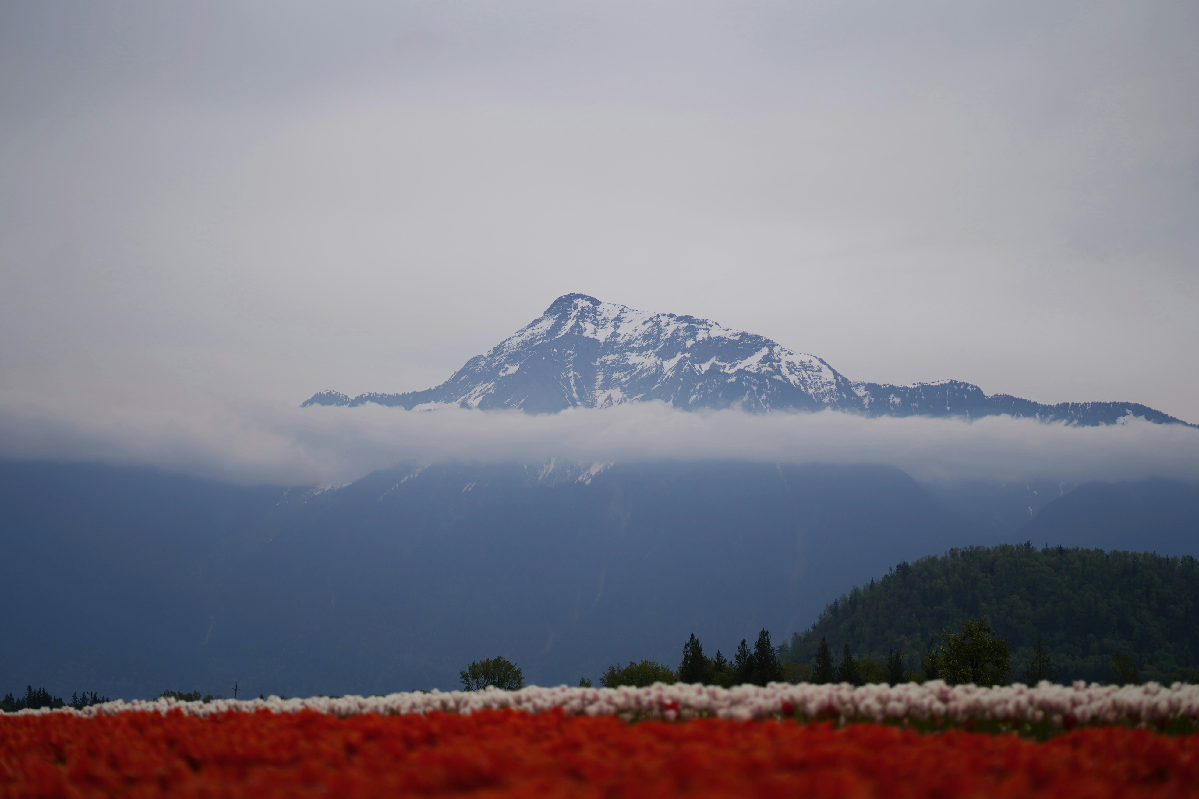 Snow-capped Peak Emerges Over a Sea of Clouds
