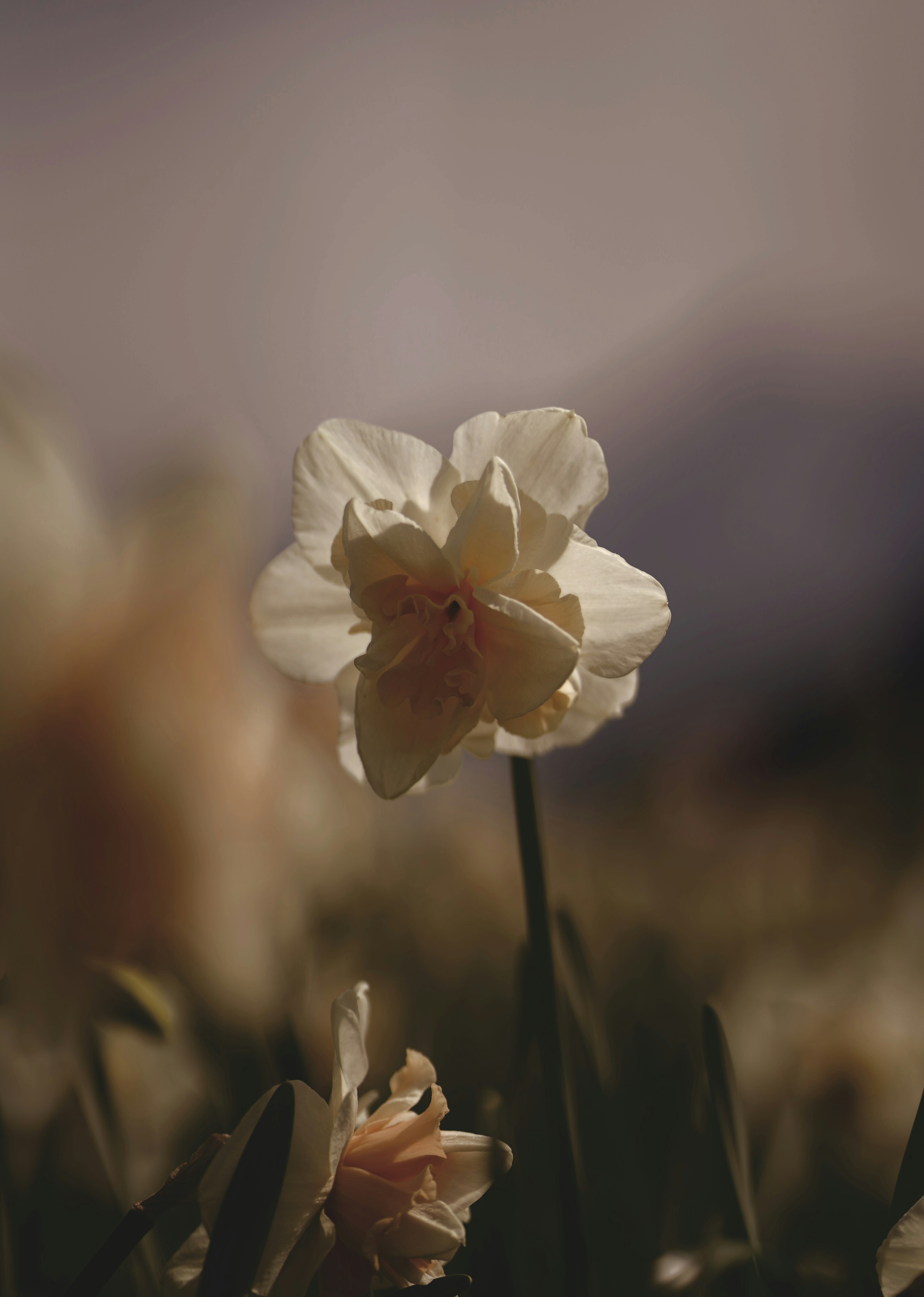 Soft Dawn Bloom: A Daffodil Emerges from Quiet Depths