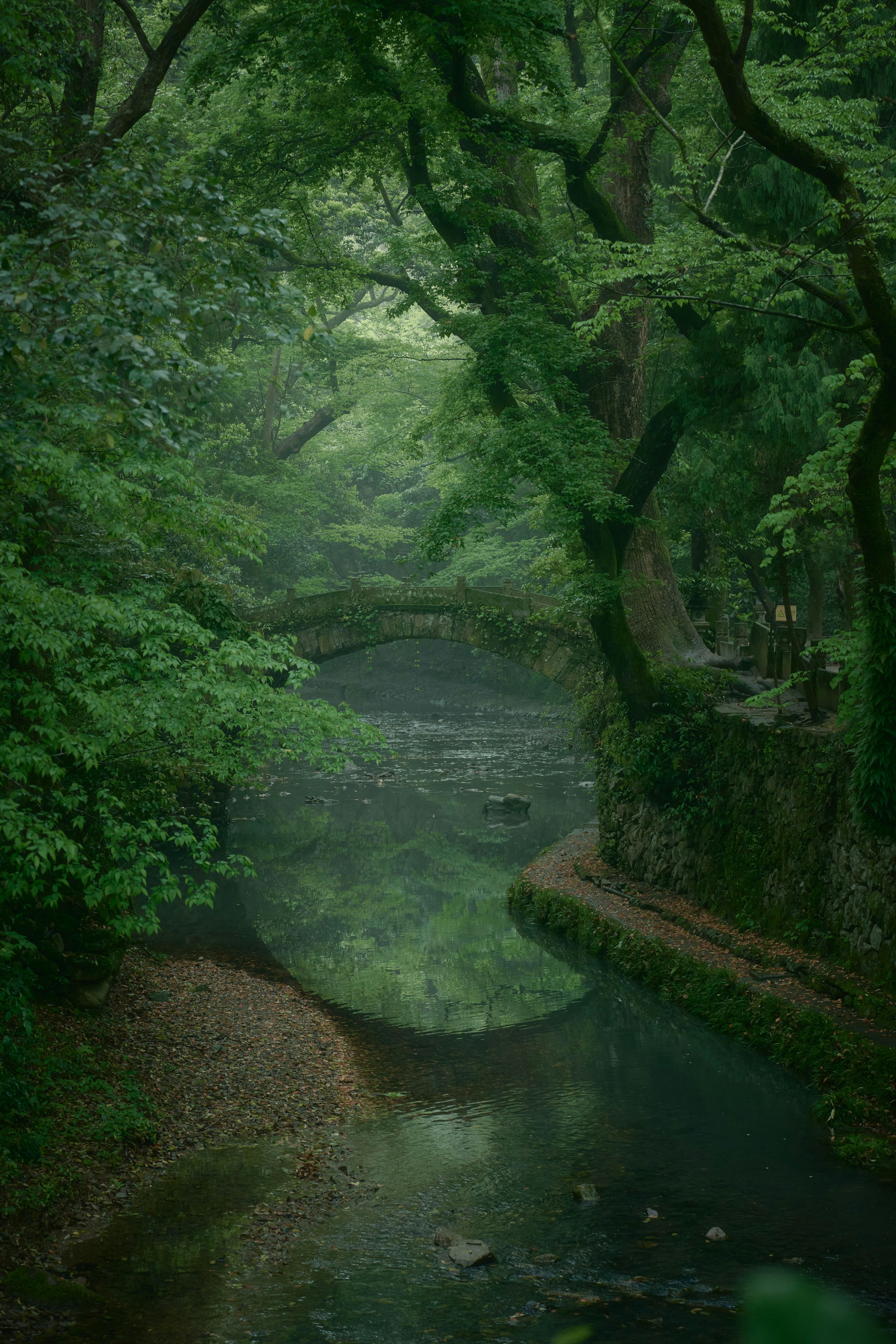Moonlit Path Through a Lush Green Canal