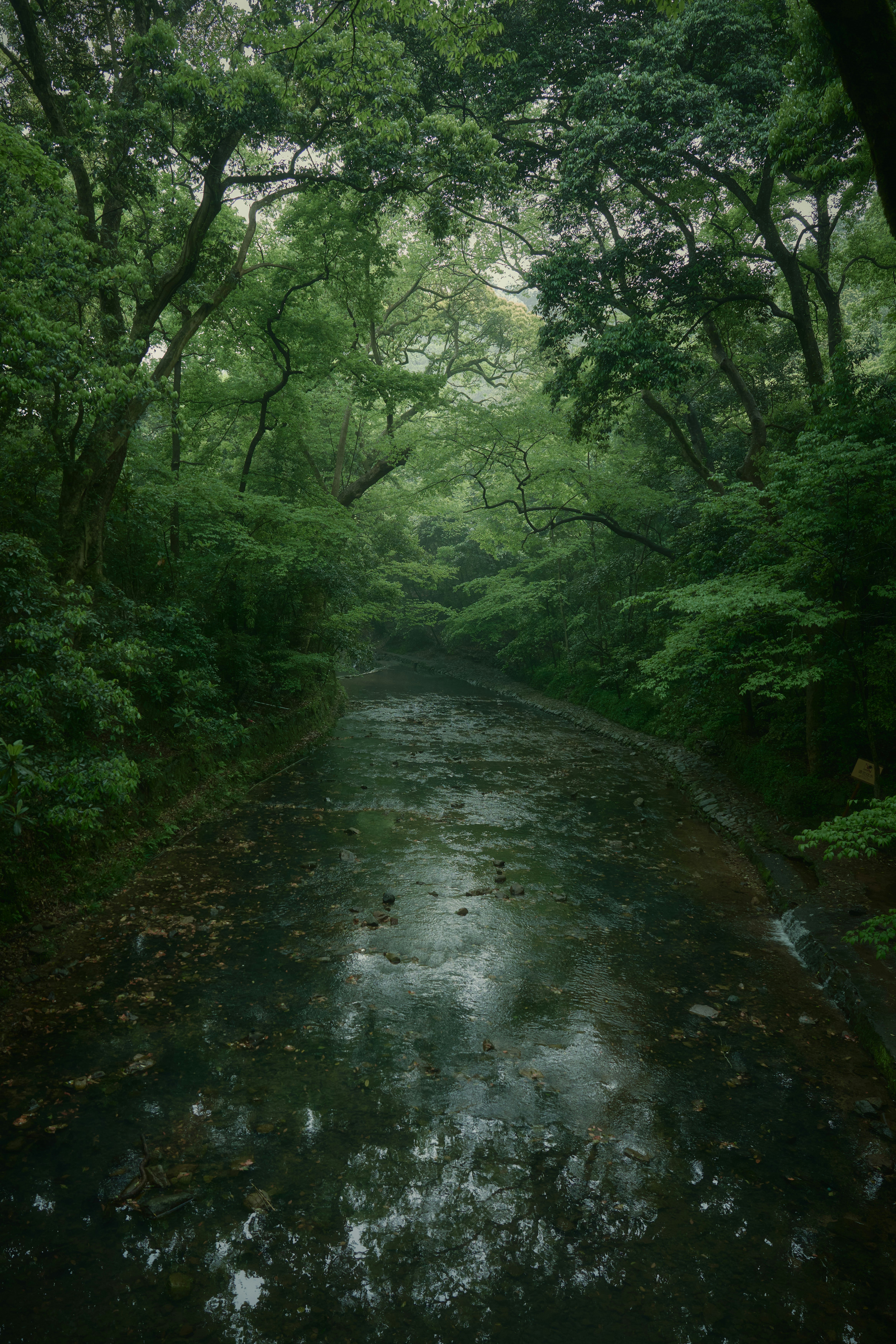 River In the Green Cathedral