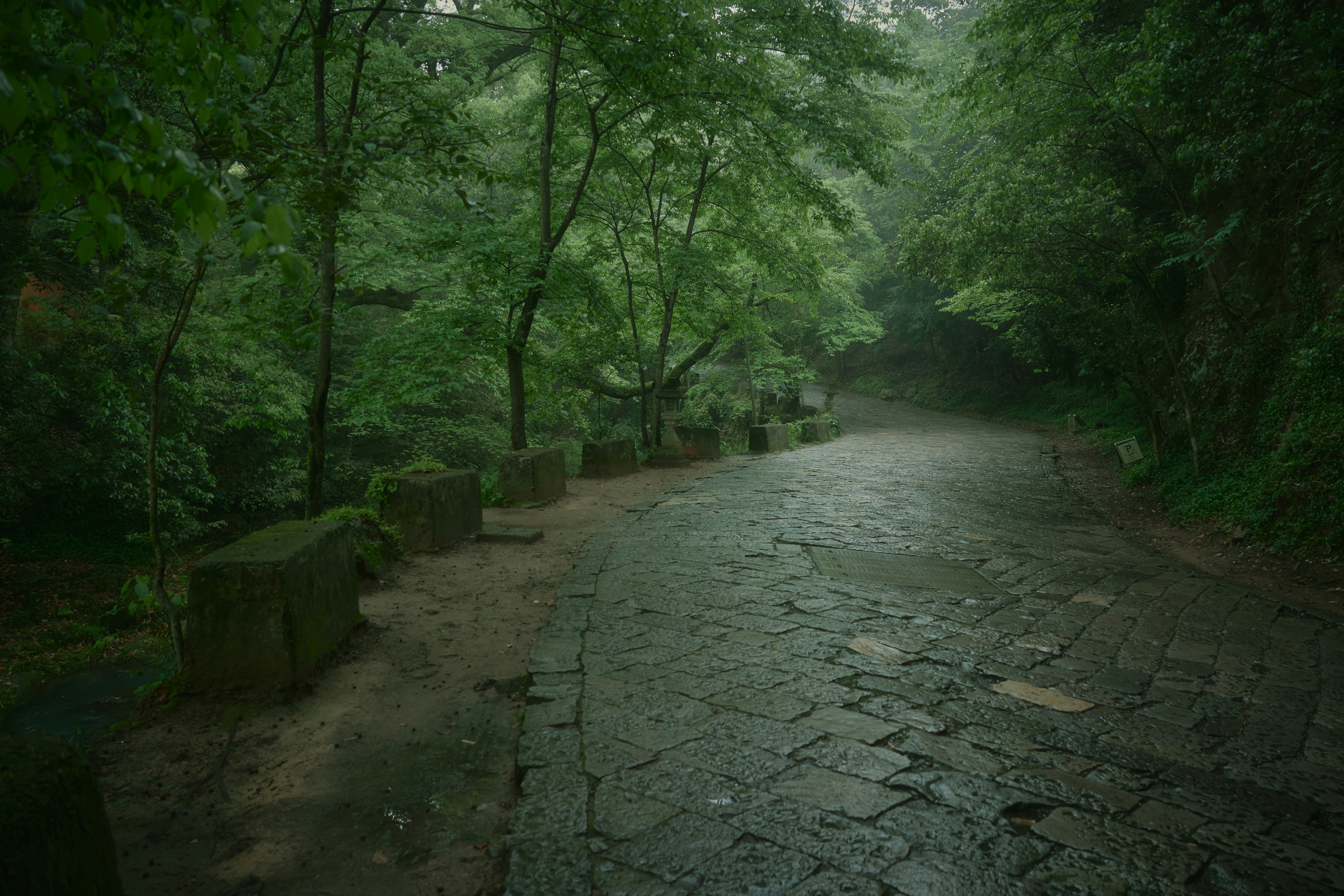 Mossy Path Through Enchanted Greenery