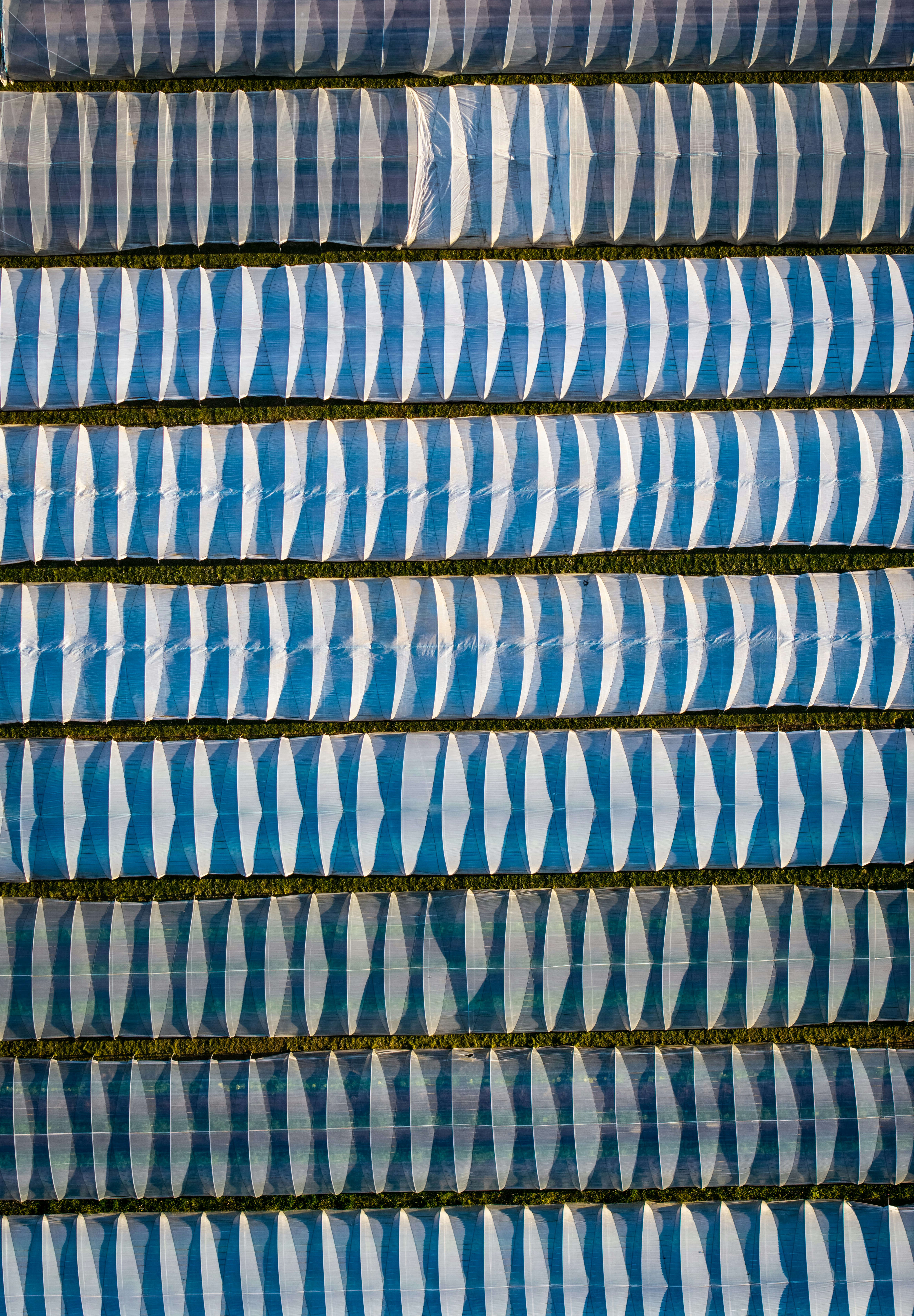 Sinuous Blue Ribbons: A Field of Repeating Curves