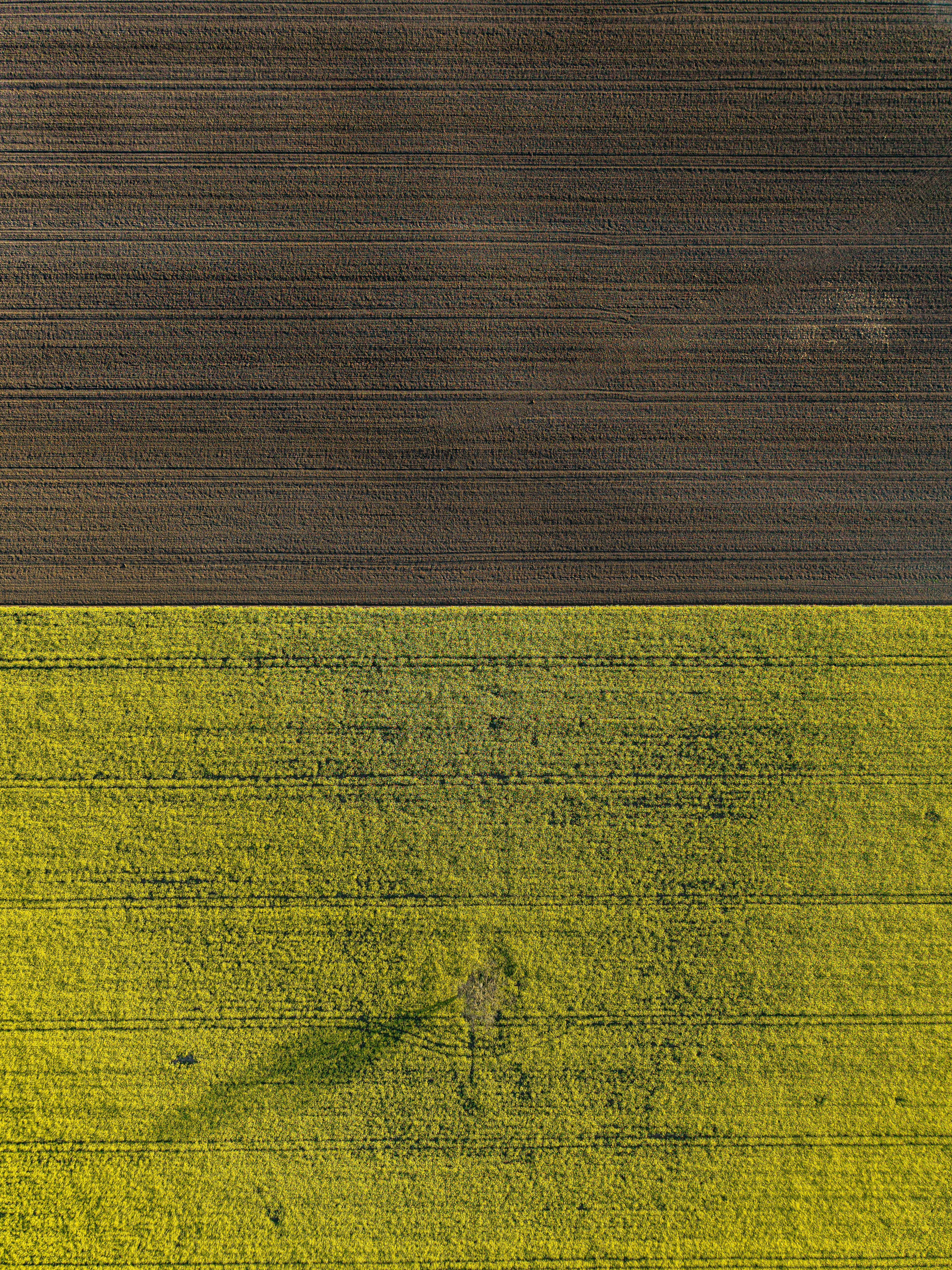Strata of Harvest: Parallel Lines Across Yellow Field and Brown Soil