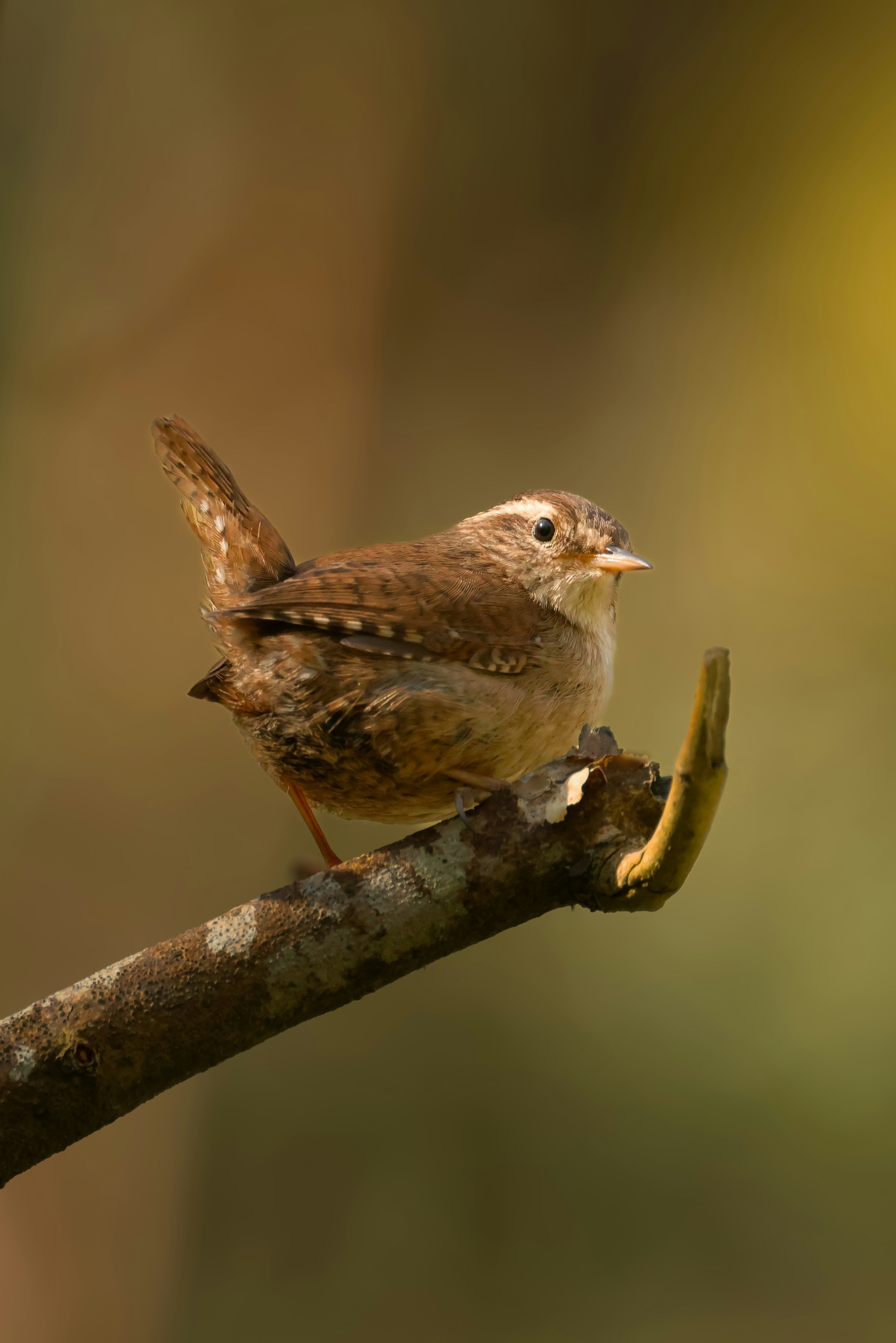 Brown Warbler on a Curved Branch Amid Soft Autumn Light