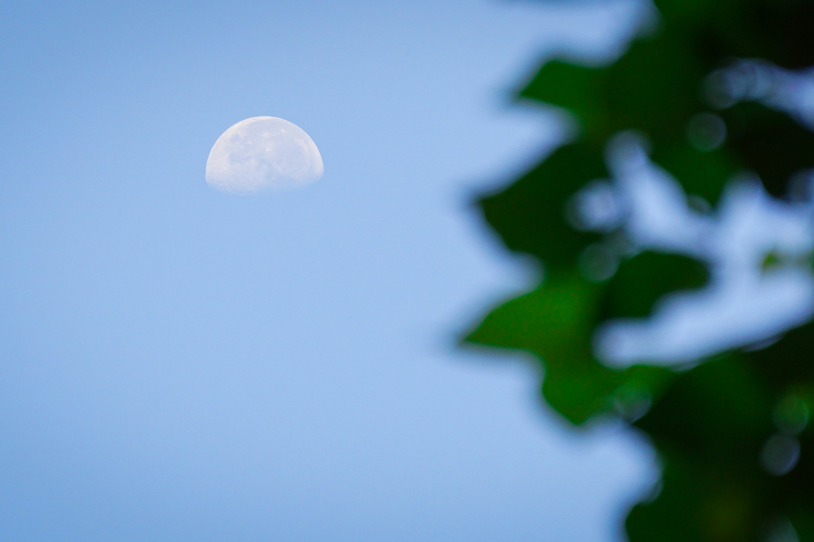 Moonlit Focus: A Calm Sky with Framing Leaves