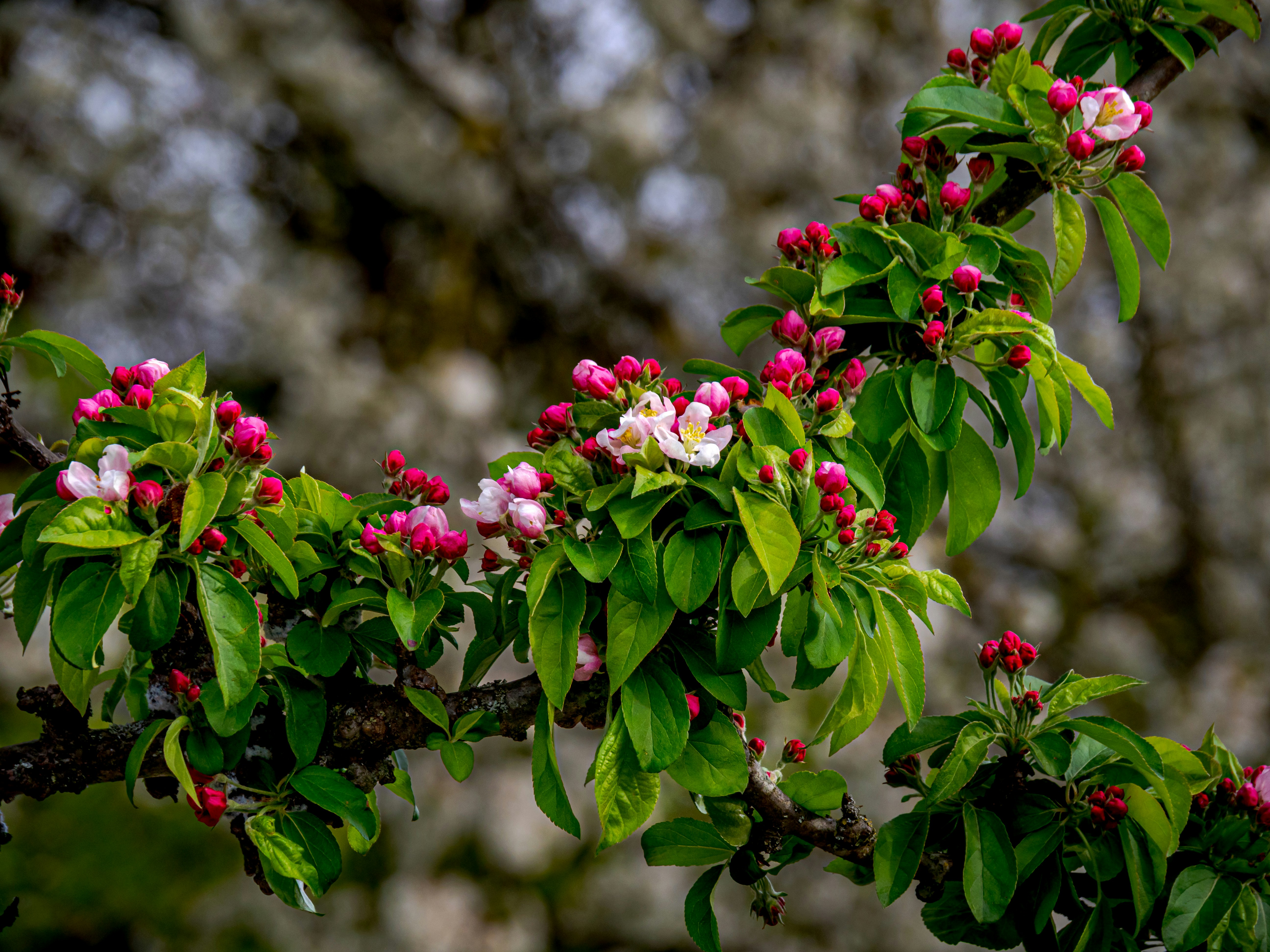 Crimson Buds on a Verdant Branch