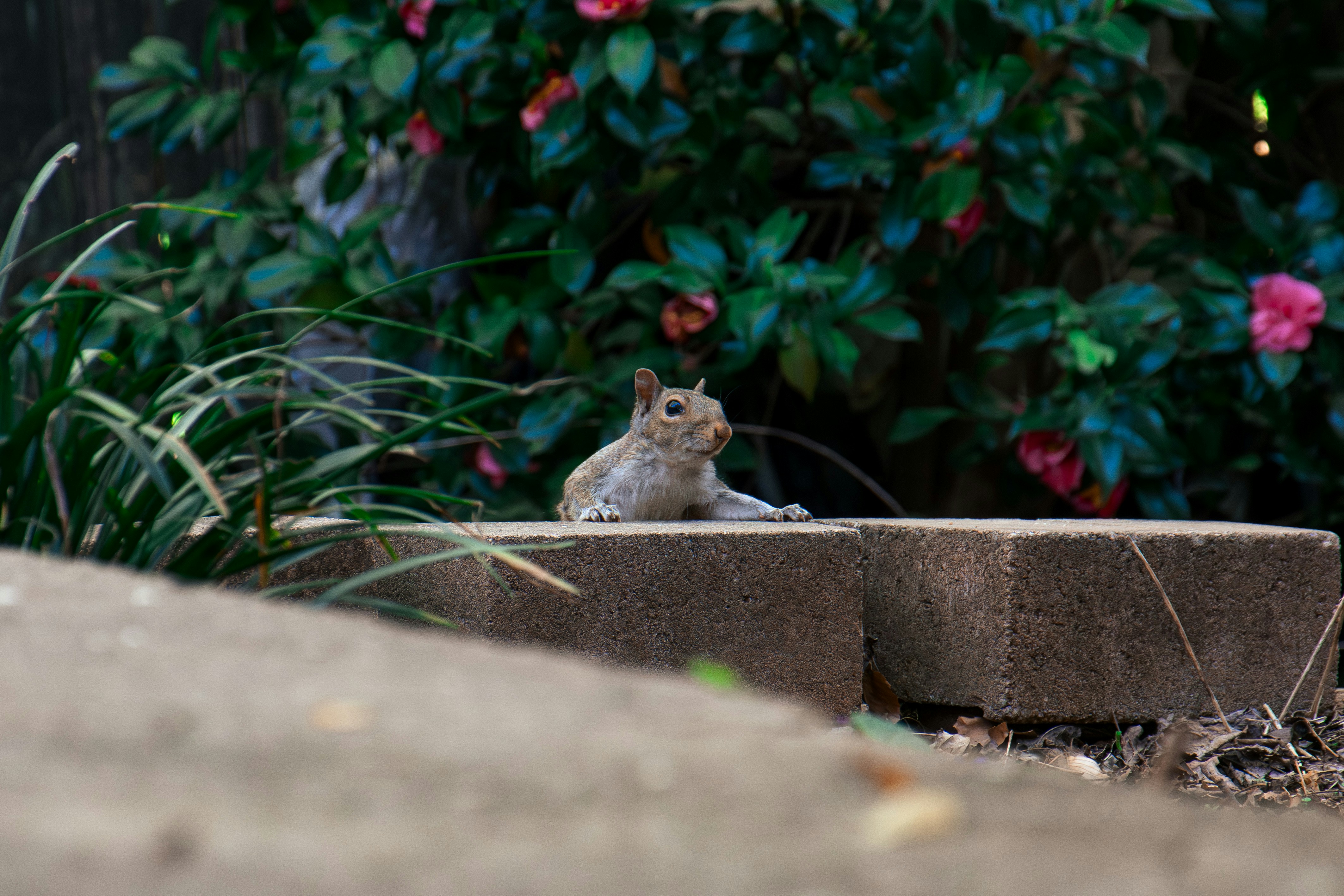 Squirrel on Brick Steps: Curious Pause in a Garden Corner