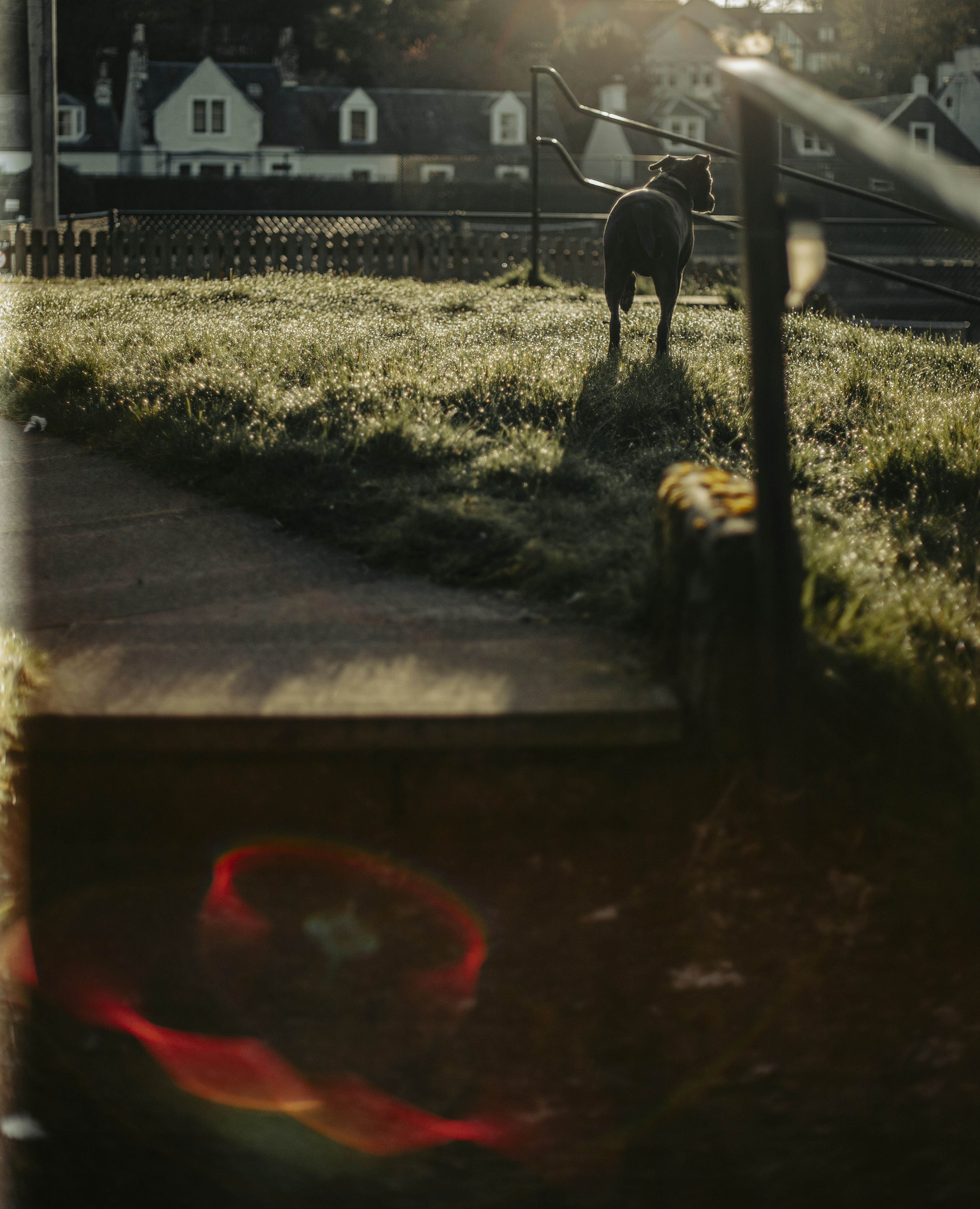 Dog at the Fence: Back-lit Silhouette in Warm Autumn Light