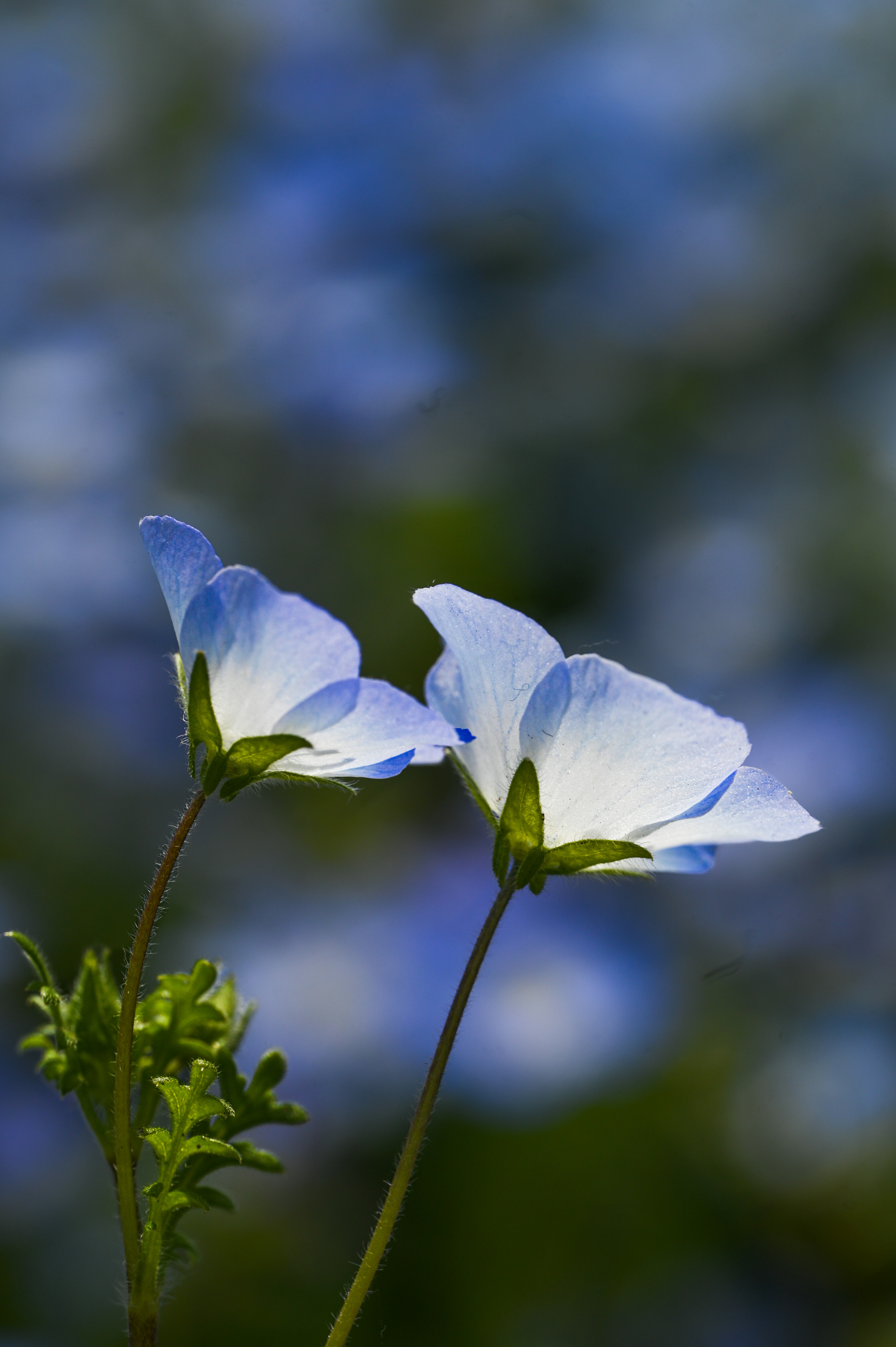 Two Blue Morning Blooms Lean Toward the Sun