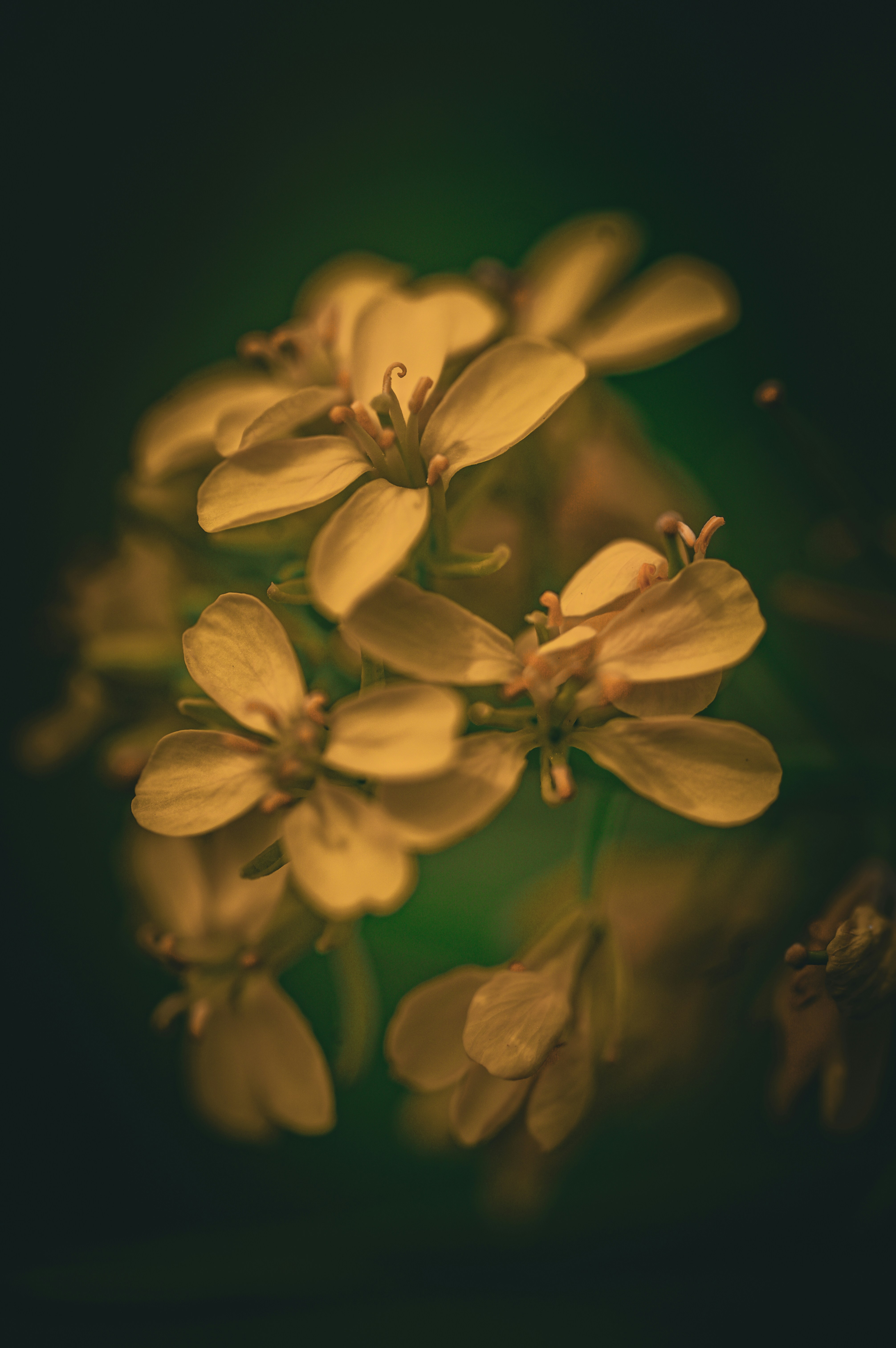 Golden Blossoms in a Velvet Hue