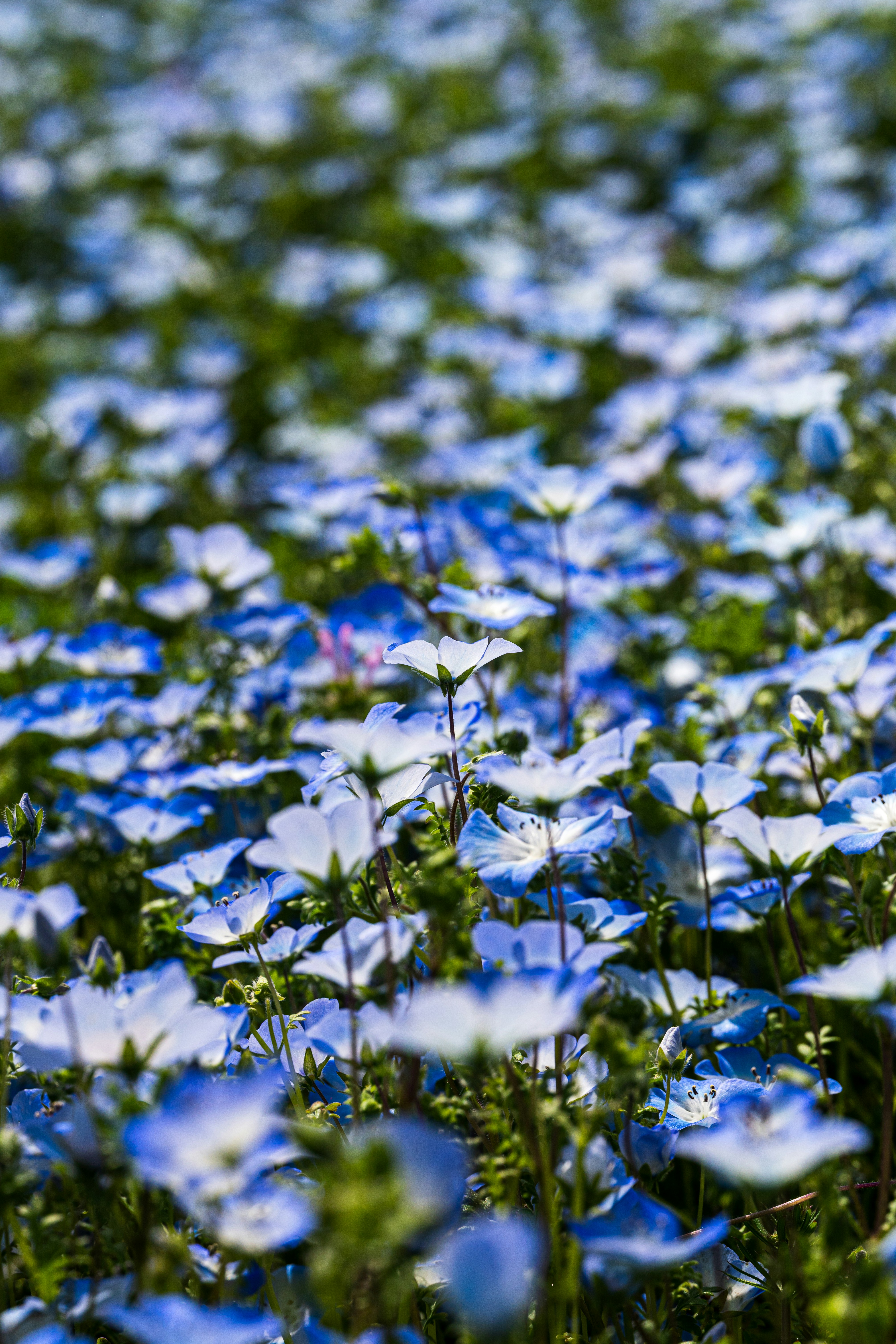 Blue Wildflowers in a Sunlit Meadow