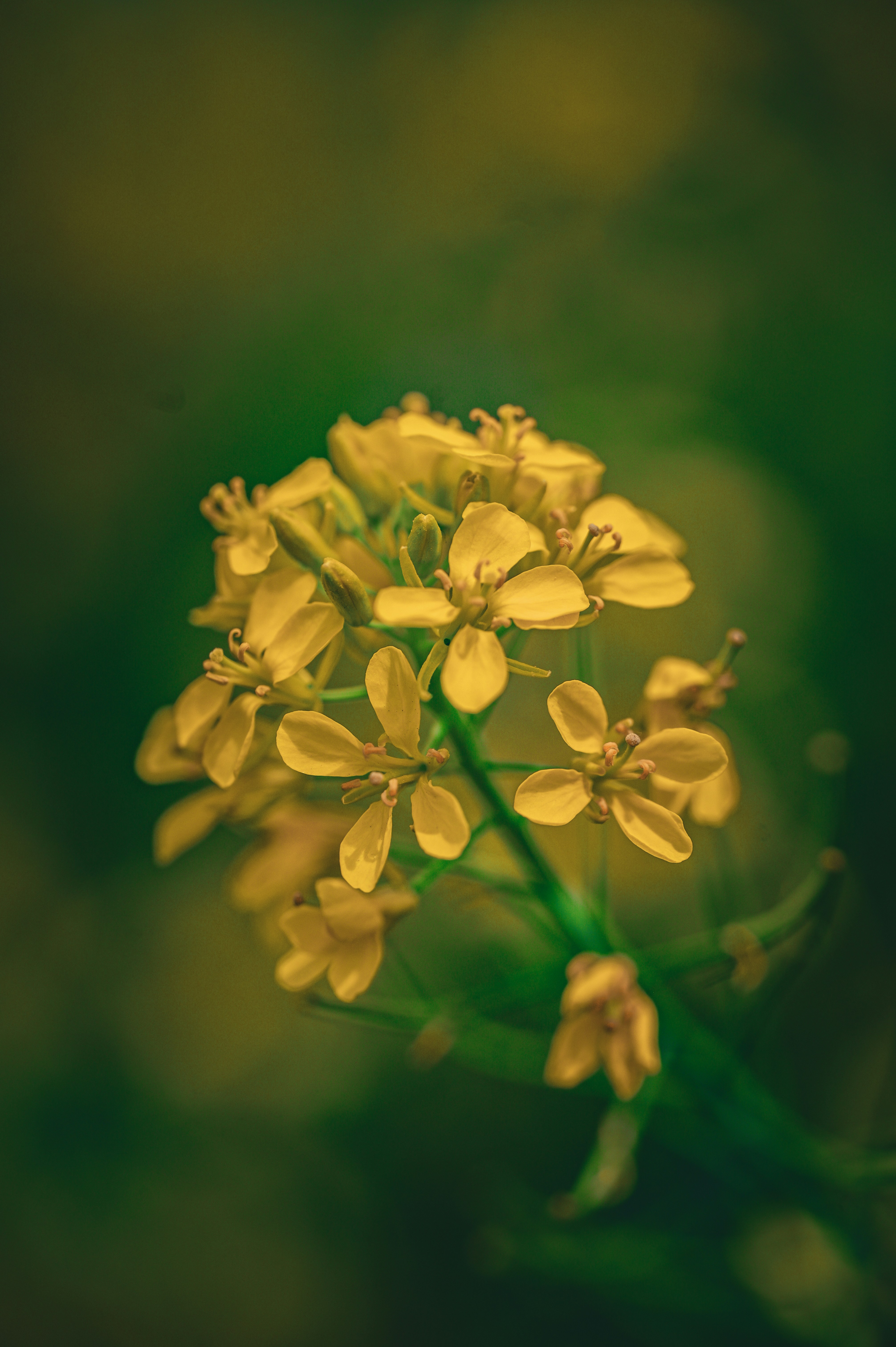 Golden Umbels in Soft Focus